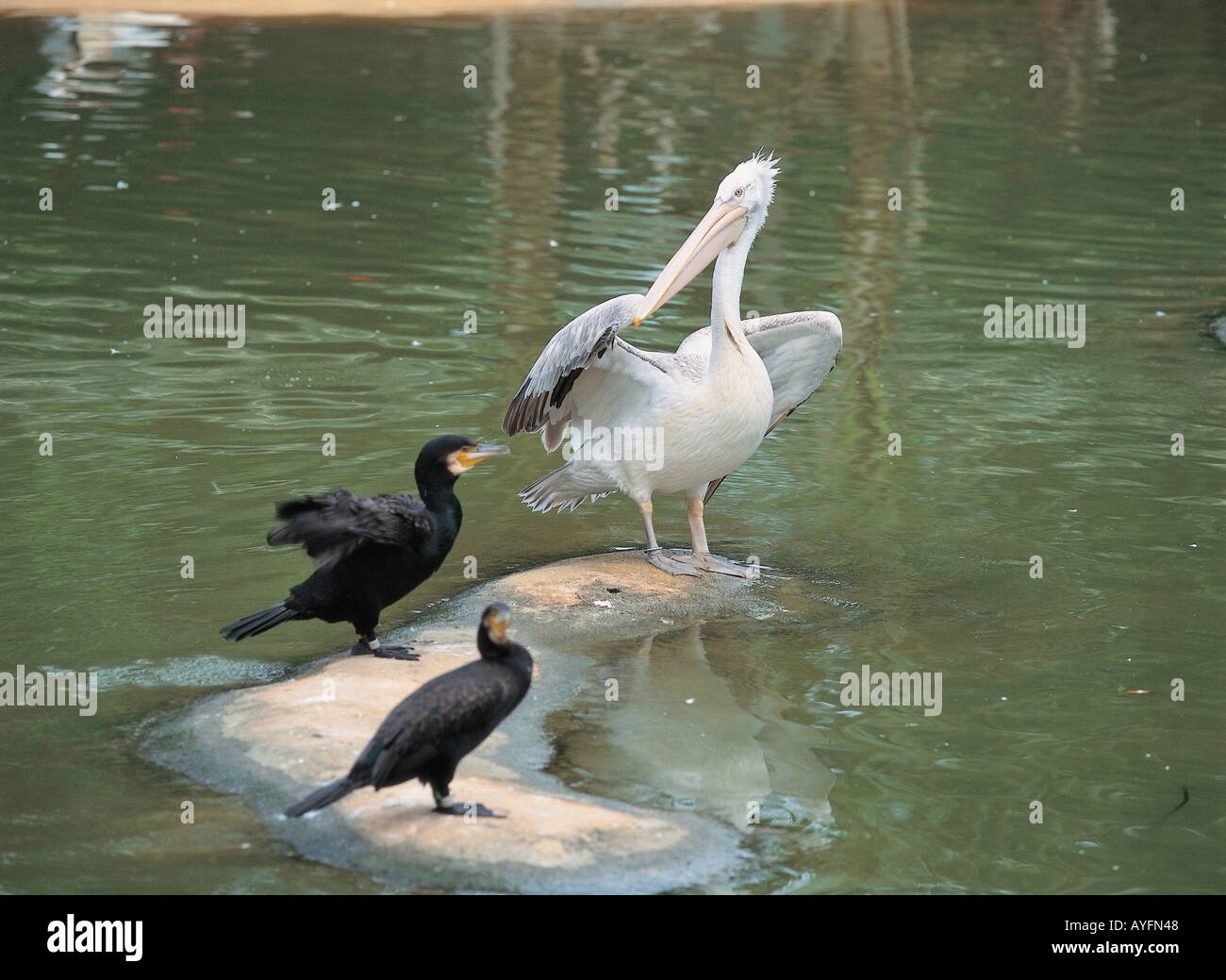 Birds on Water Stock Photo - Alamy
