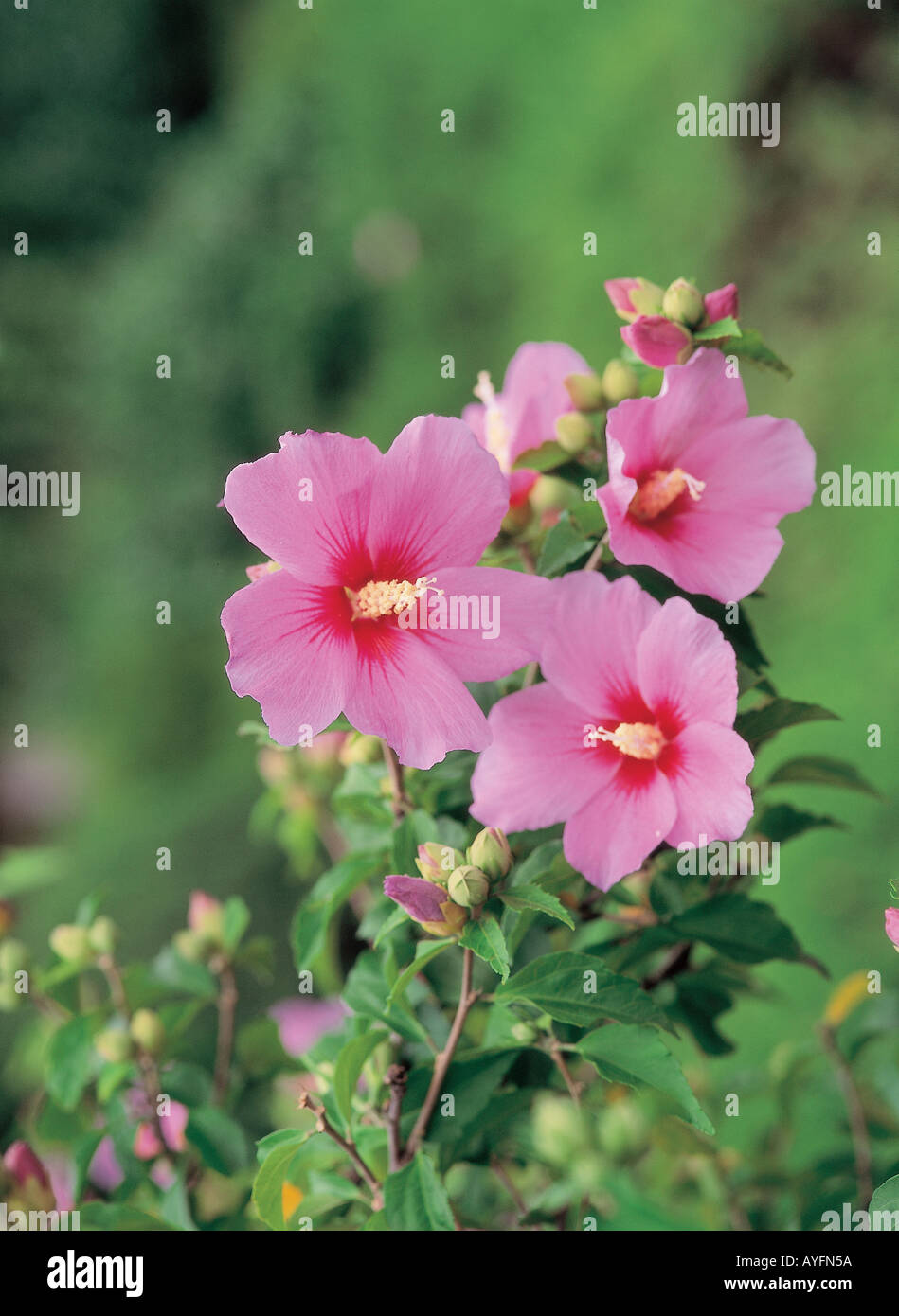 Flowers with Sprout Stock Photo - Alamy