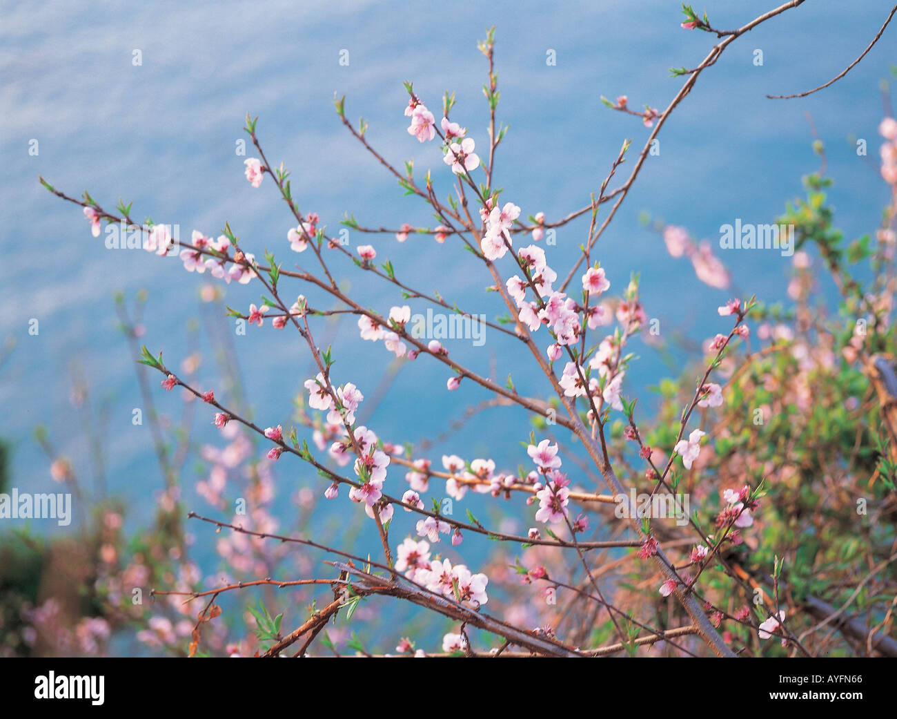 Flowers with Nature Stock Photo - Alamy