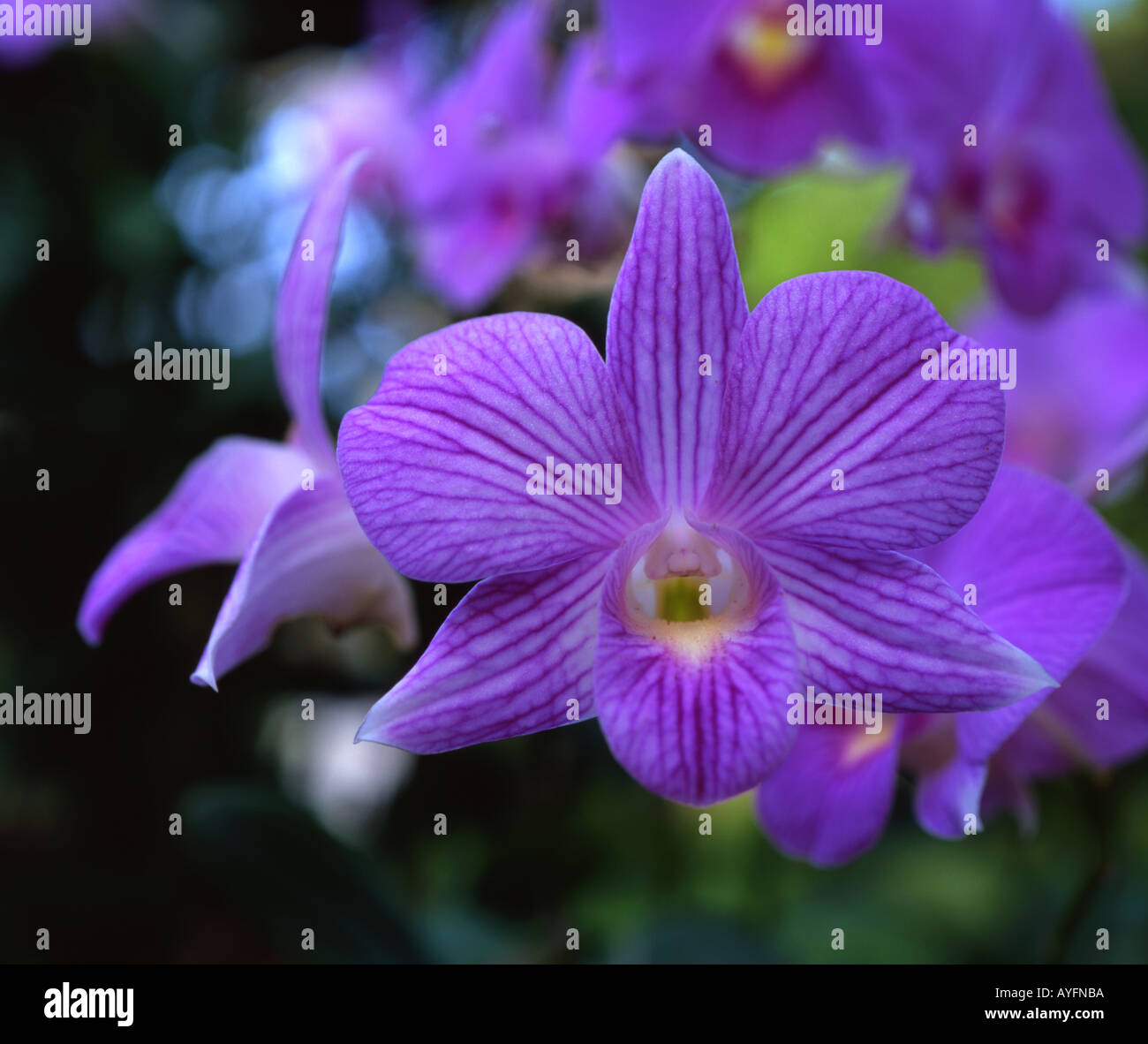 Orchid grown at Bios Botanical Garden, Uruma City, Okinawa, Japan Stock ...