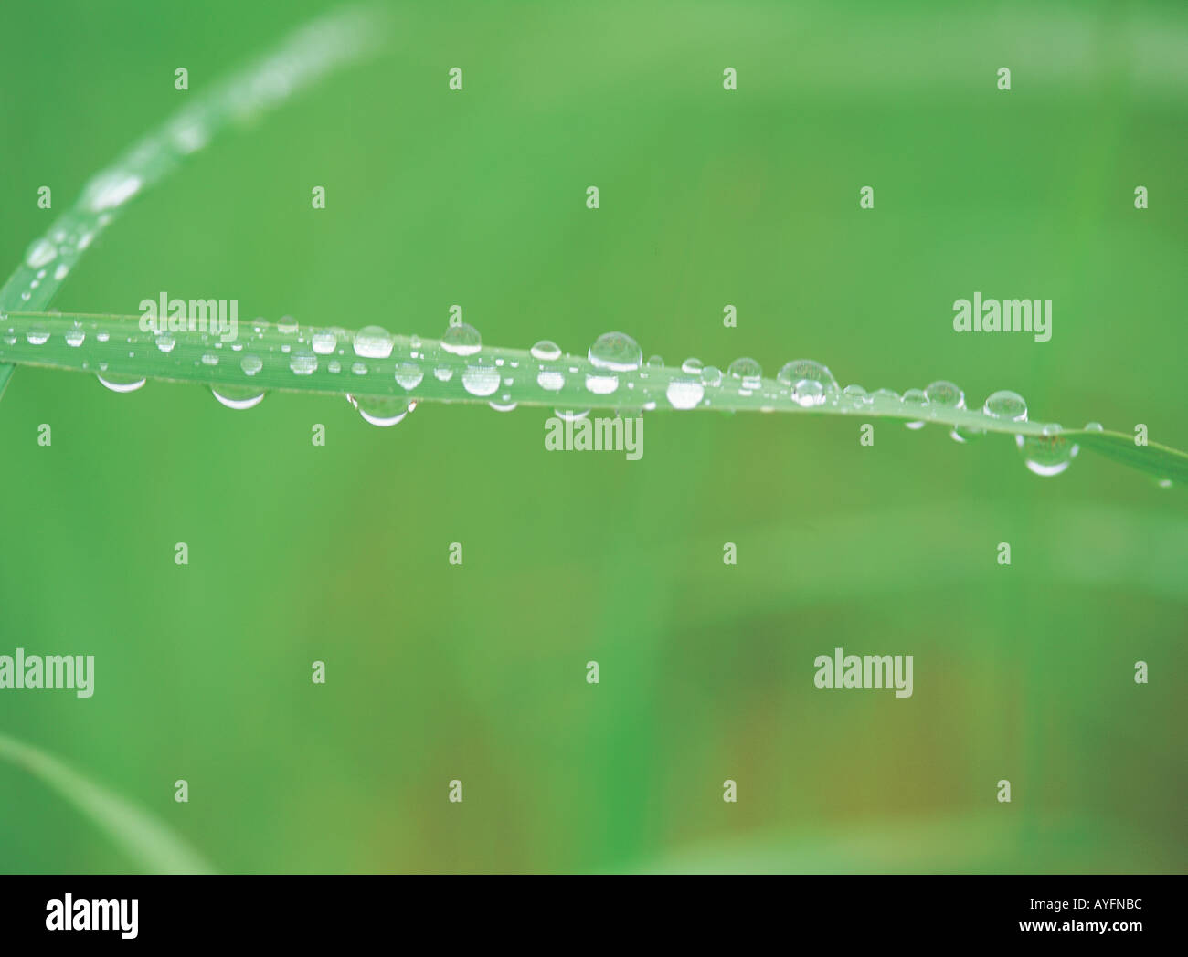 Leaflet with Waterdrops Stock Photo - Alamy