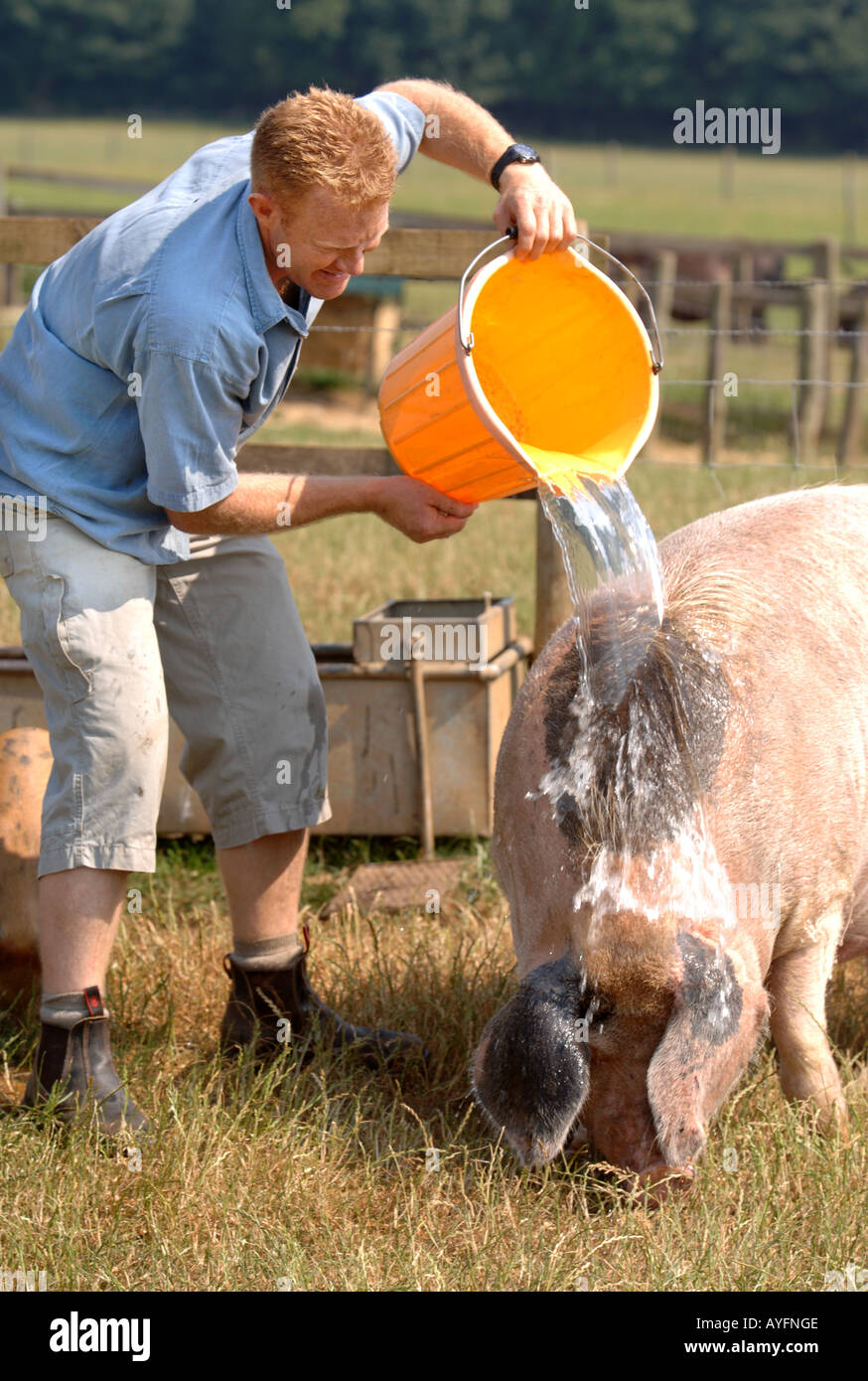 Pig handling hi-res stock photography and images - Alamy