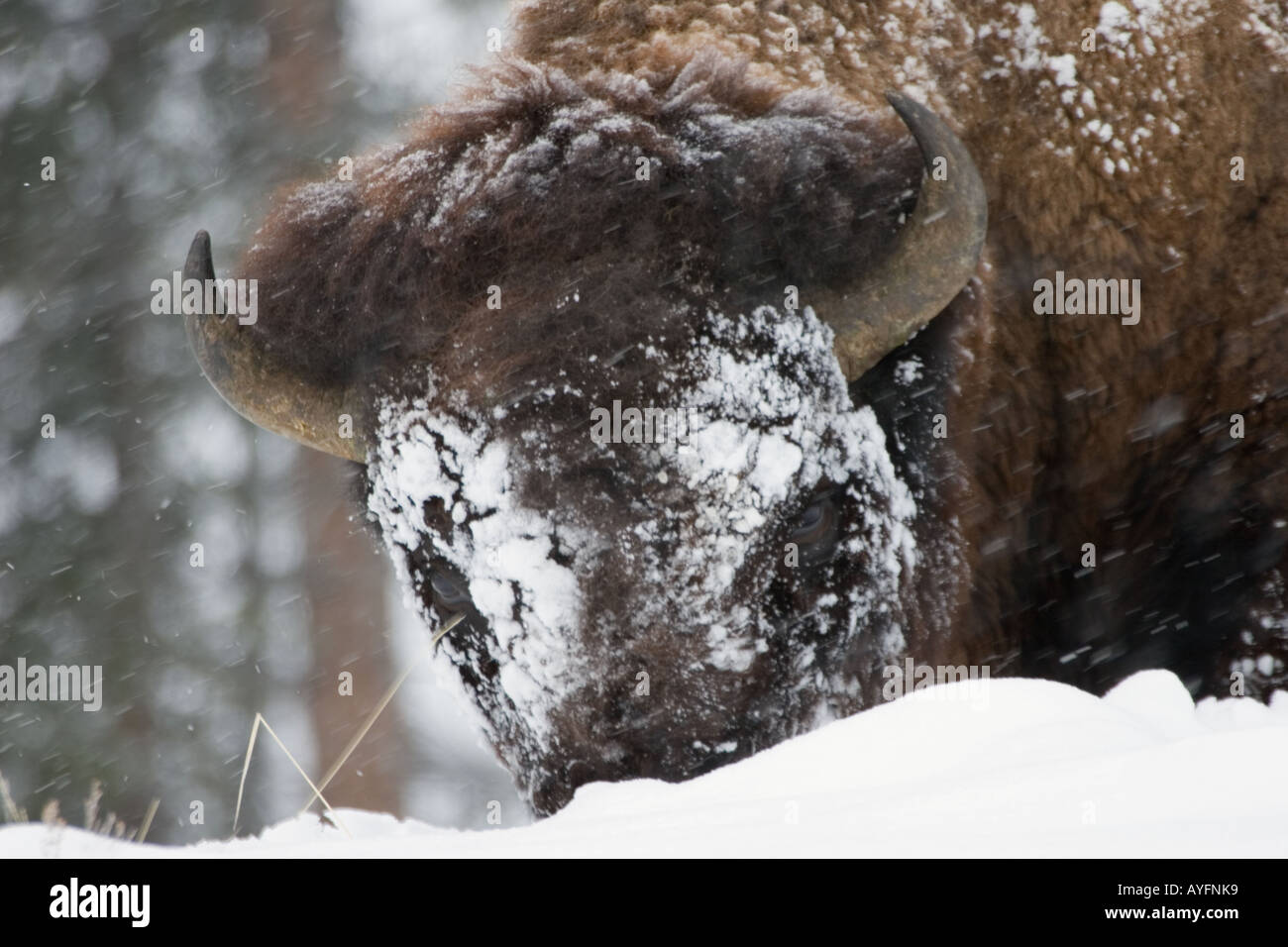 Buffalo, Bison bison, in winter snow, in Yellowstone National Park ...