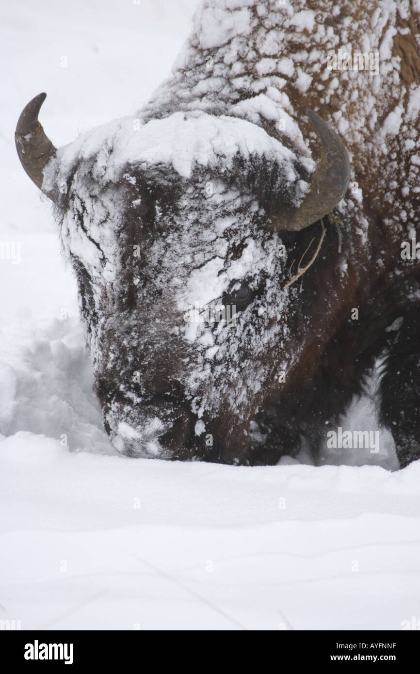 Buffalo, Bison bison, in winter snow, in Yellowstone National Park ...
