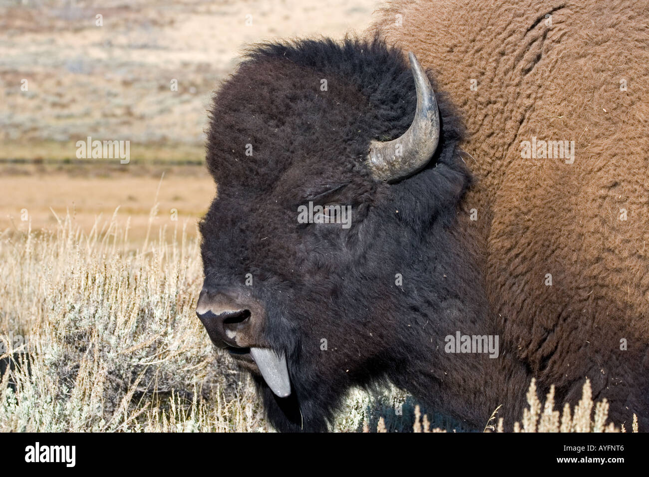 Bison Head Shot Stock Photos & Bison Head Shot Stock Images - Alamy