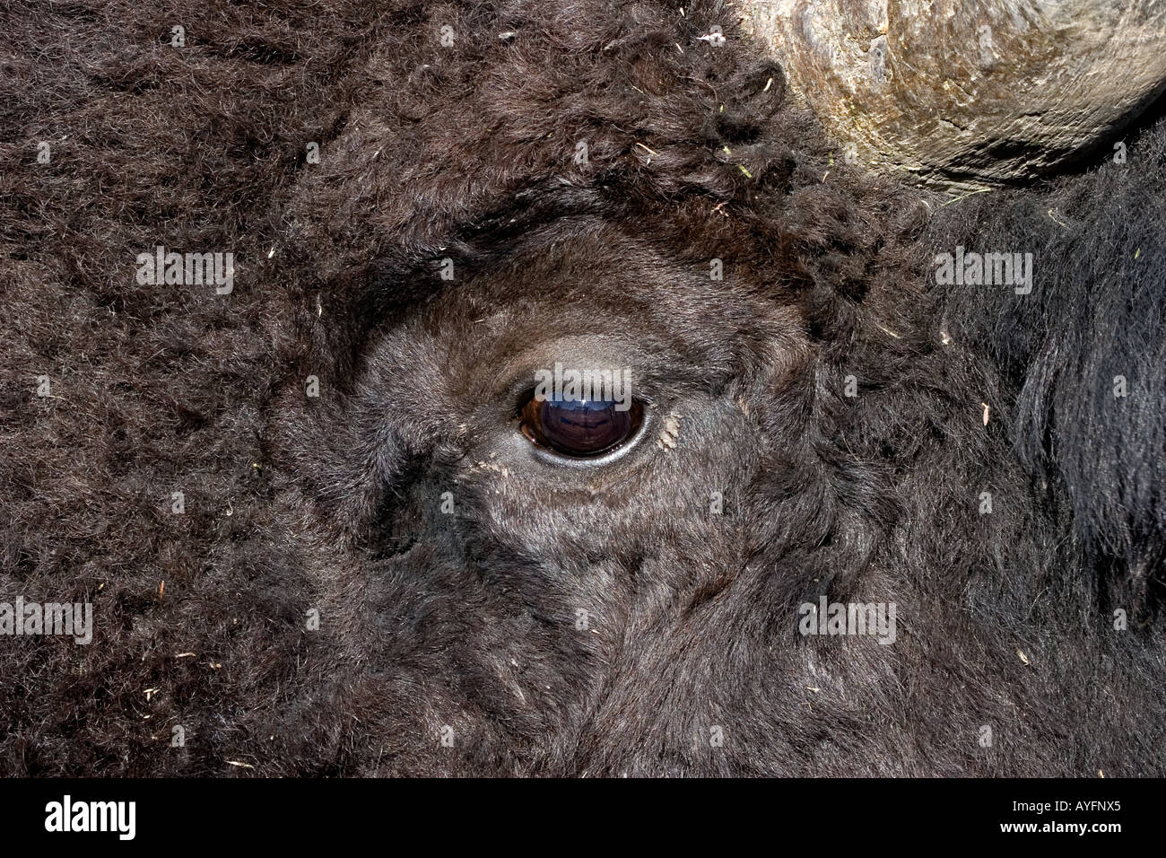 Buffalo, Bison bison, close up, portrait, head shot Stock Photo - Alamy