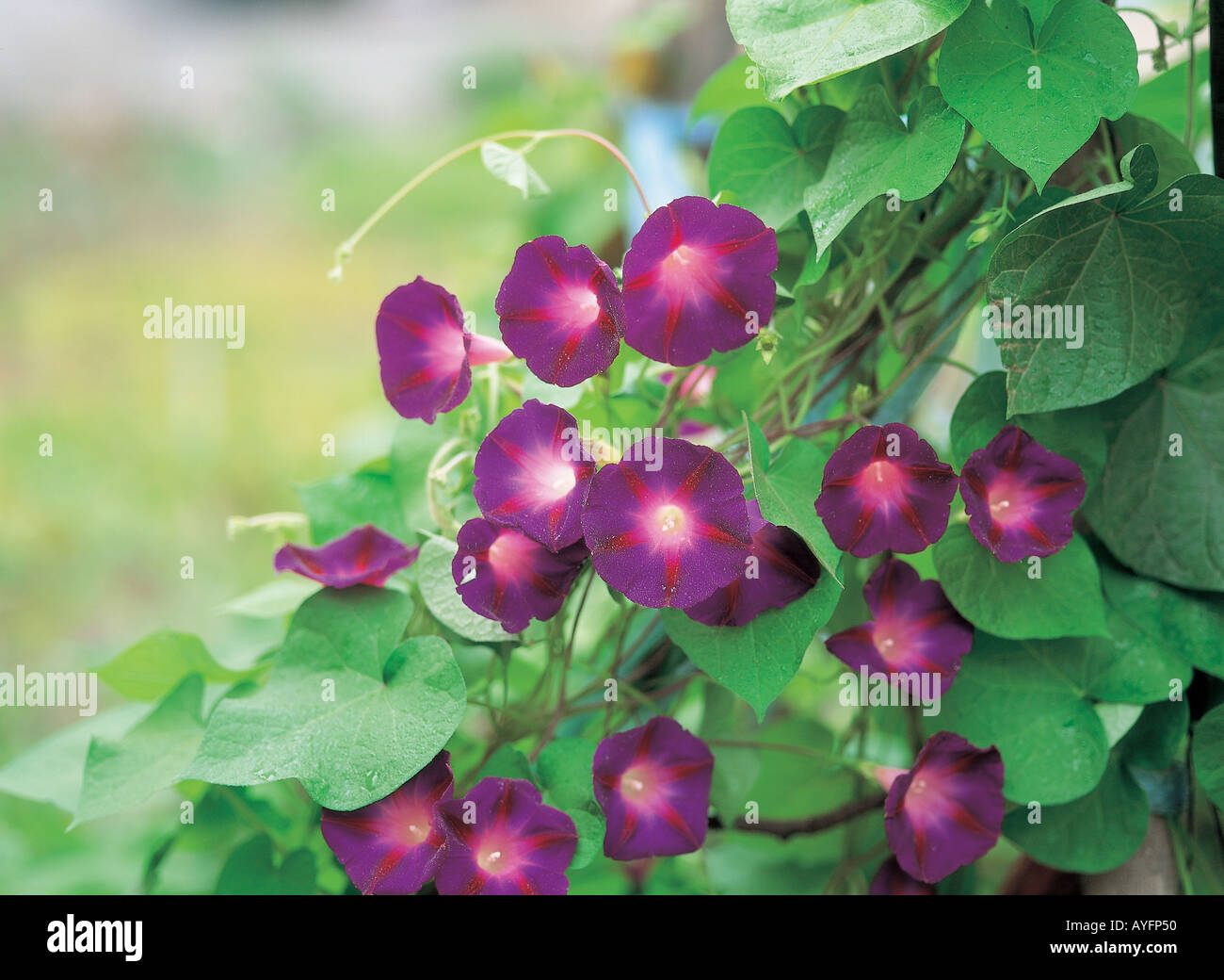 Flower with Vine Stock Photo - Alamy