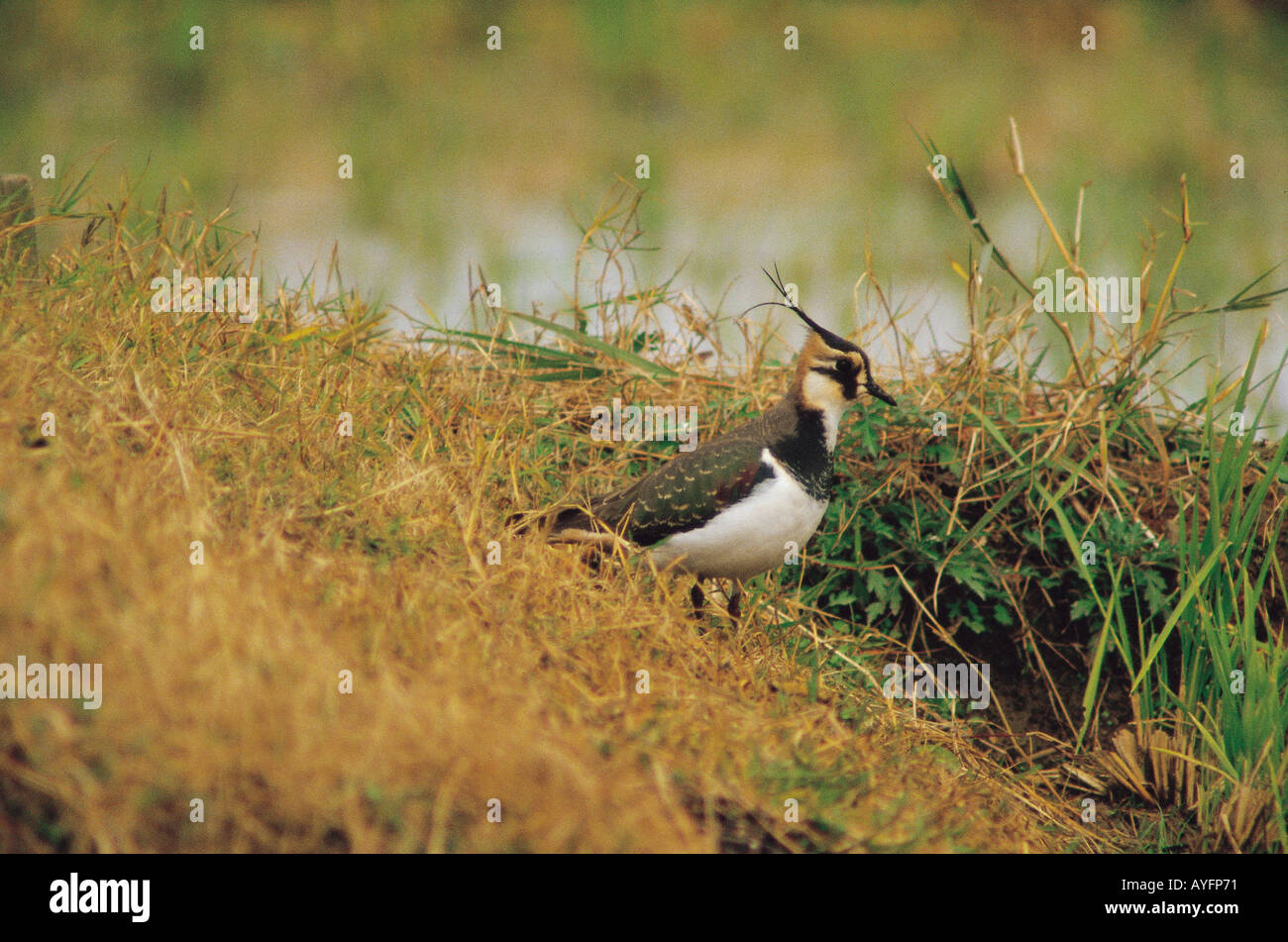Bird in Grass Stock Photo - Alamy