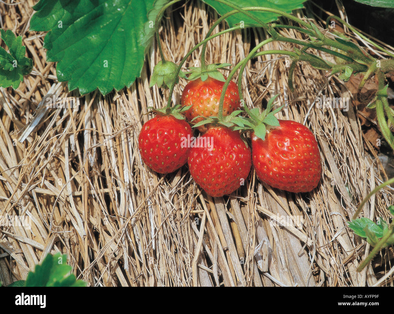 Strawberry on straw Stock Photo - Alamy