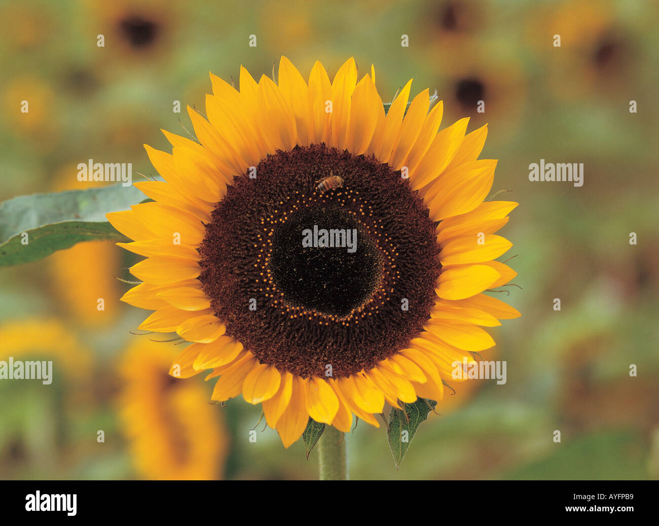 Sunflower on Branch Stock Photo - Alamy