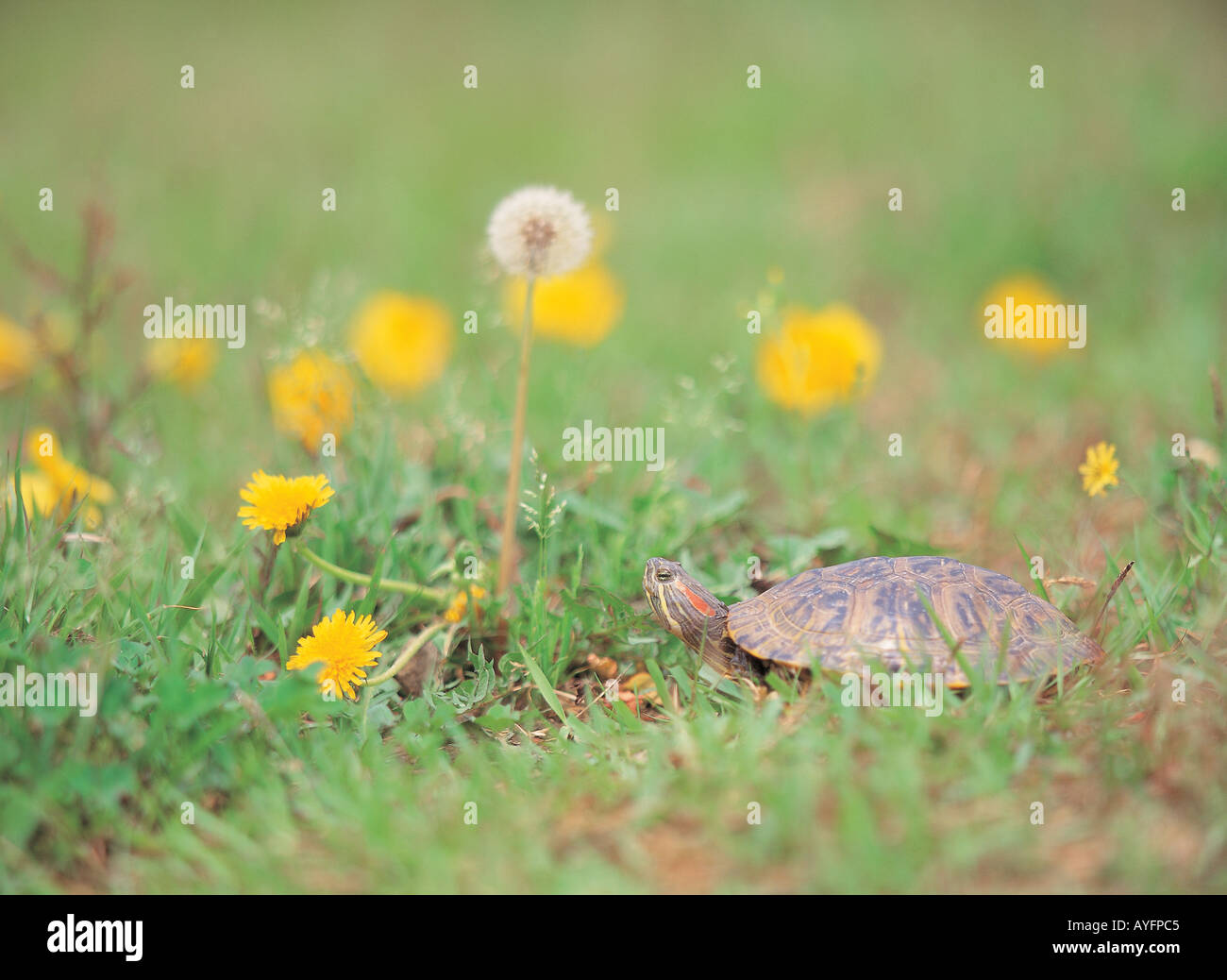 Turtle with Flowers Stock Photo - Alamy