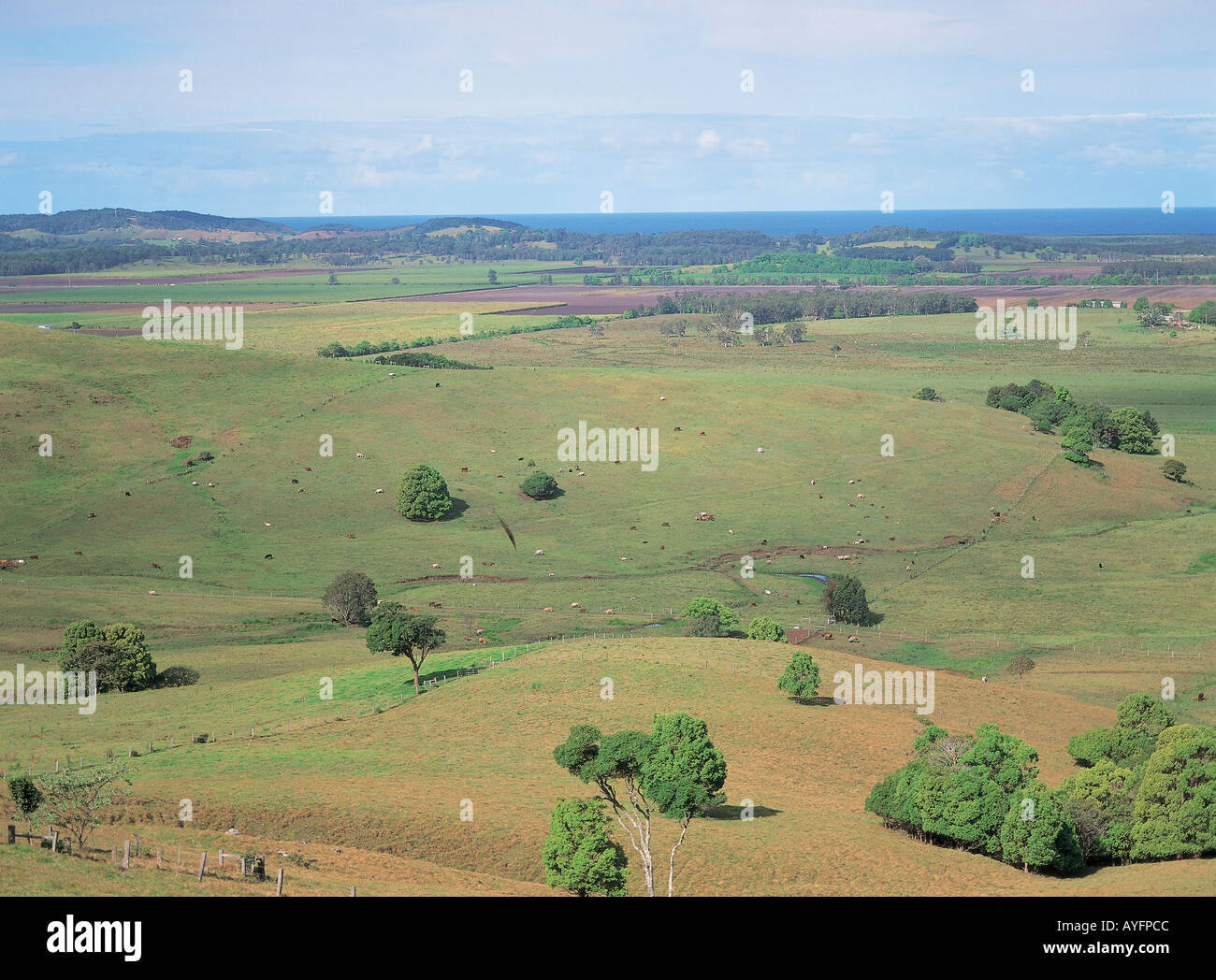 Trees on Ground Stock Photo - Alamy