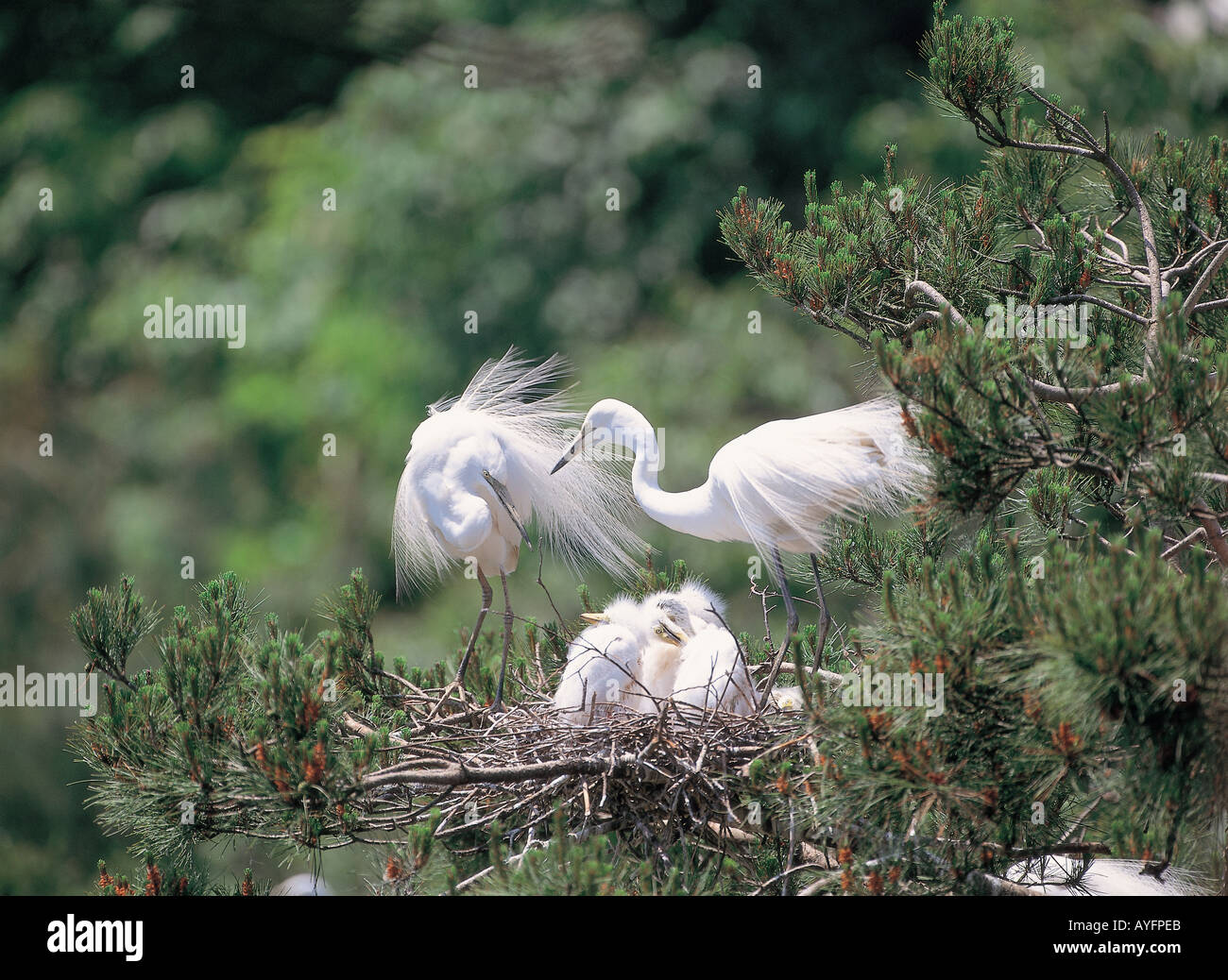 Outdoor brids hi-res stock photography and images - Alamy
