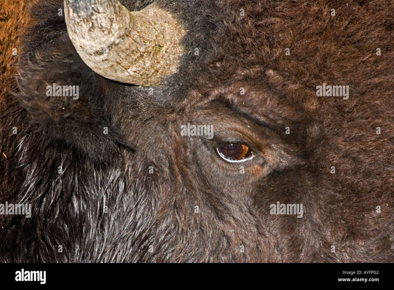 Buffalo, Bison bison, close up, portrait, head shot Stock Photo - Alamy