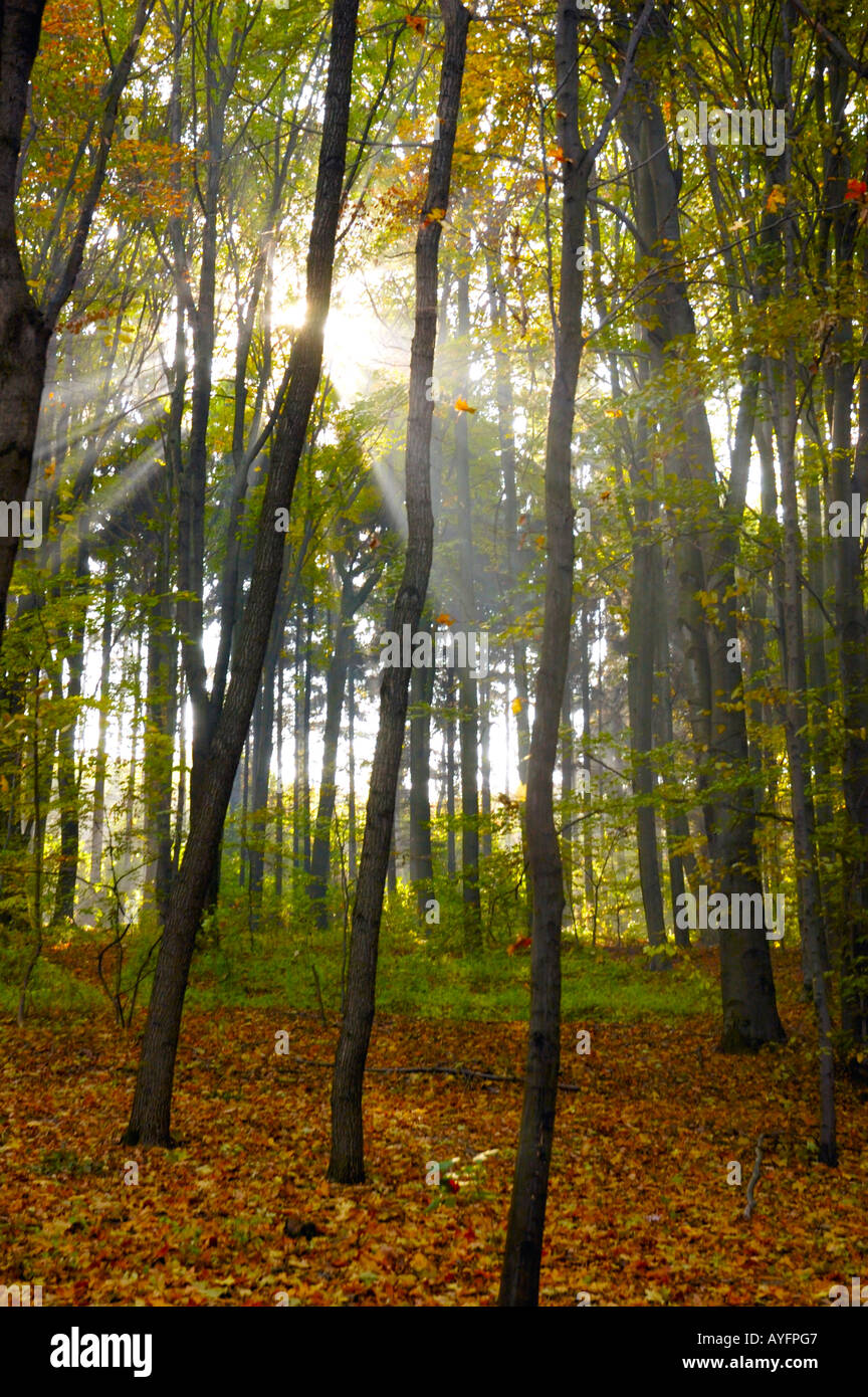 Thick red autumn leaves hi-res stock photography and images - Alamy