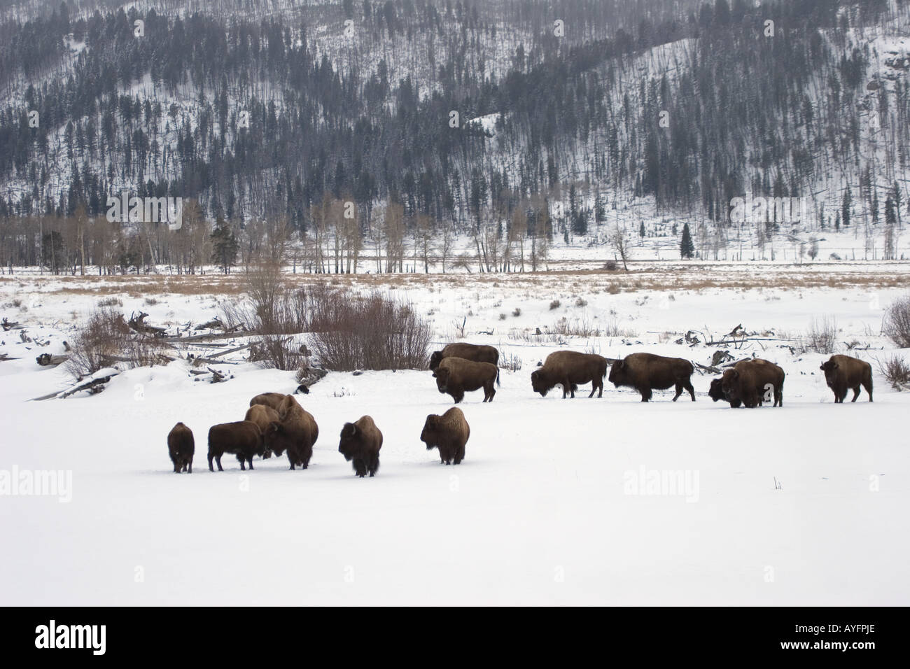 Buffalo, Bison bison, in winter snow, in Yellowstone National Park ...