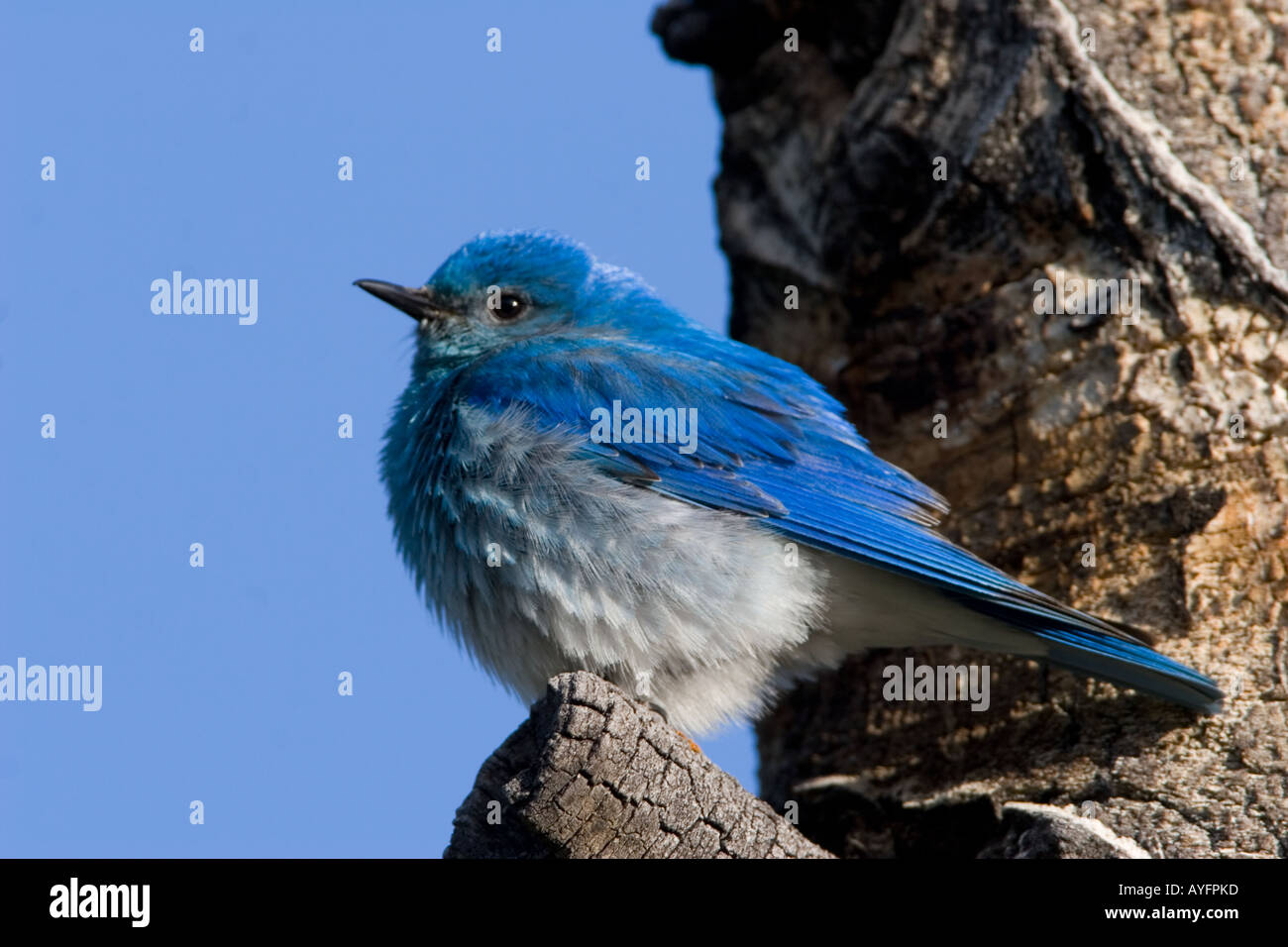 Blue Bird in Yellowstone National Park Stock Photo - Alamy