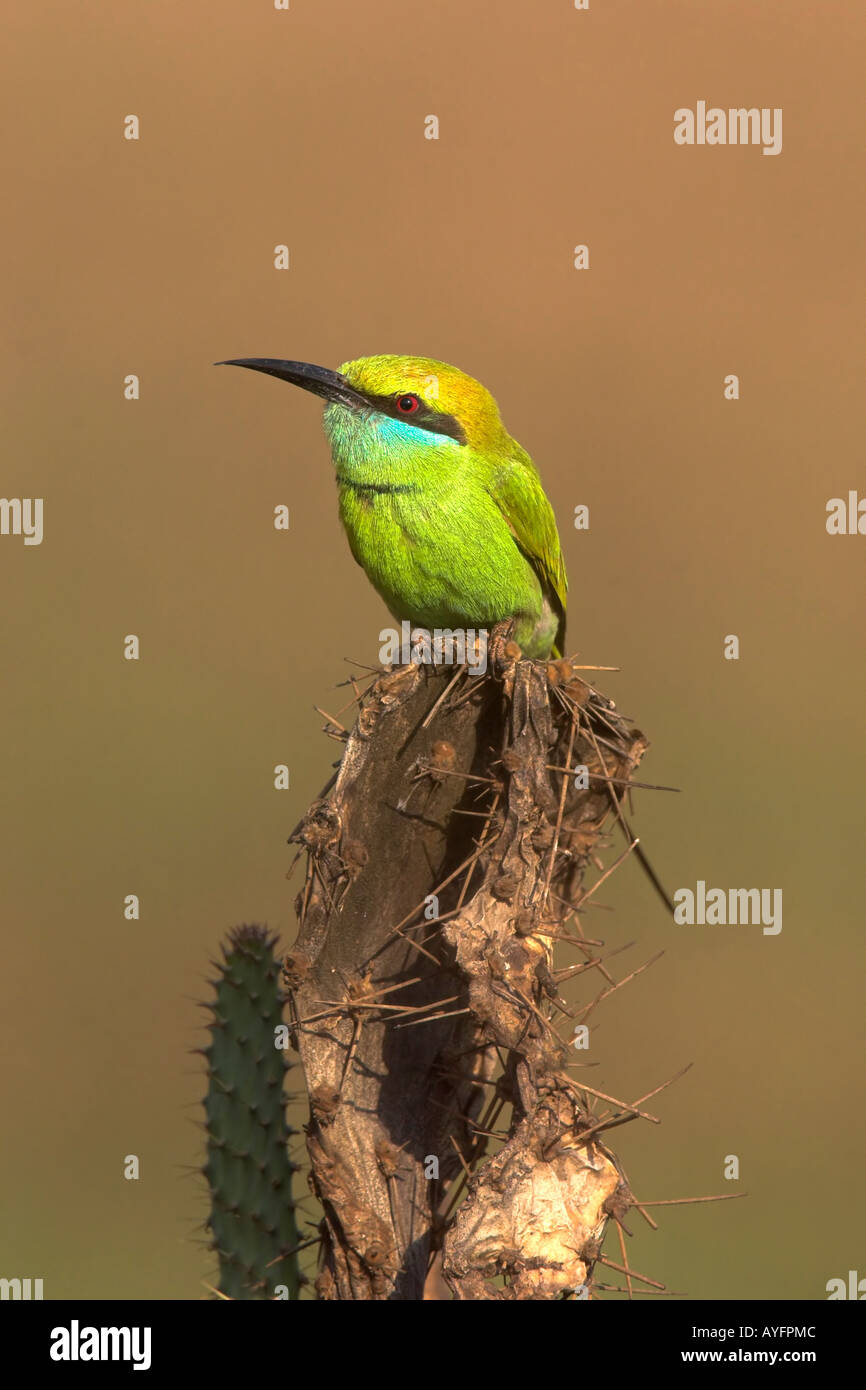 Little Green Bee-eater, Merops orientalis. Perched on cactus, hunting ...