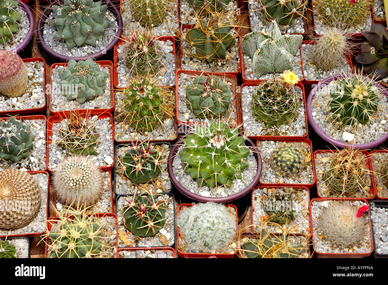 Cactus in flower pots hi-res stock photography and images - Alamy