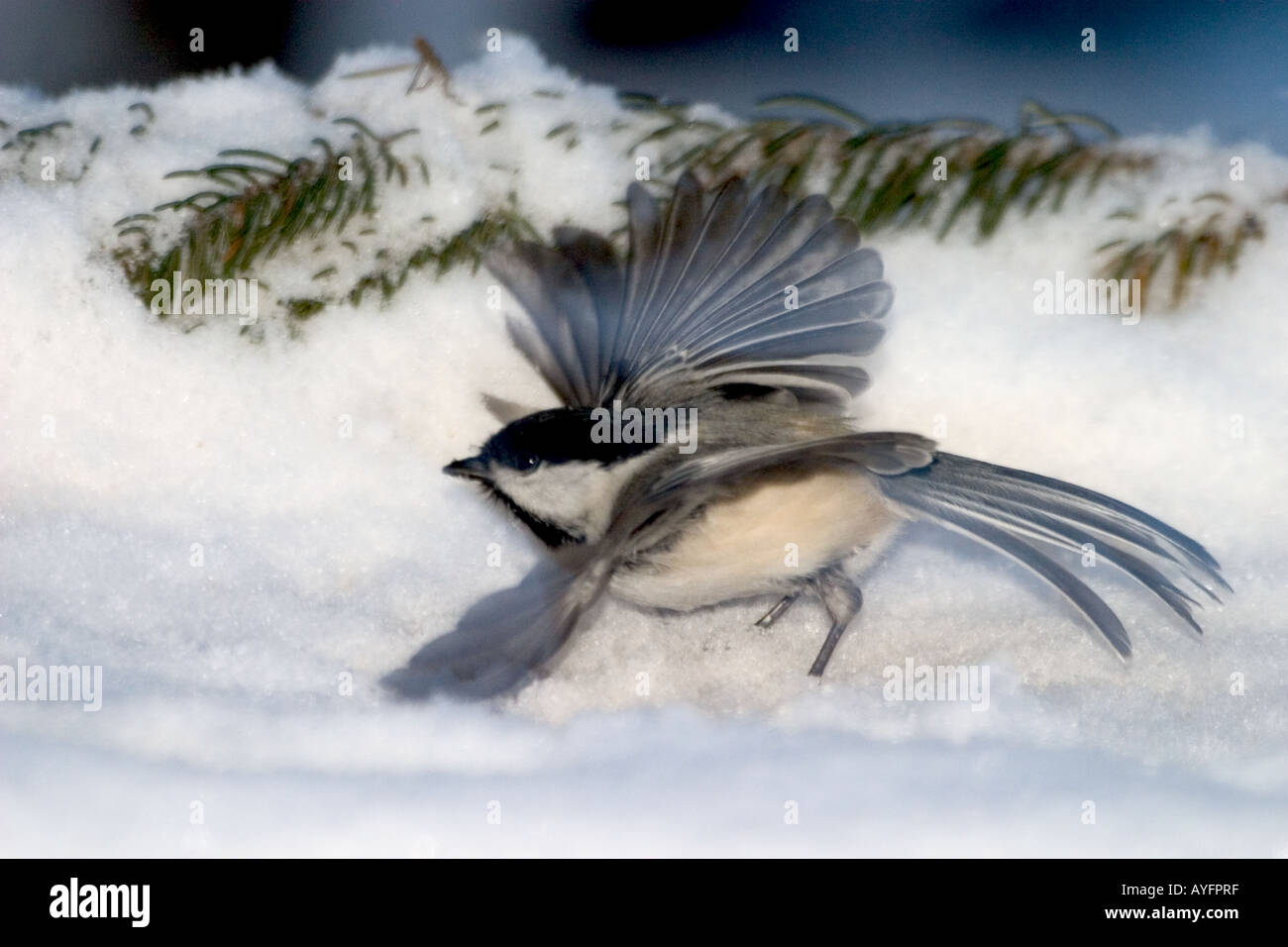 Black capped chickadee feeder hi-res stock photography and images - Alamy