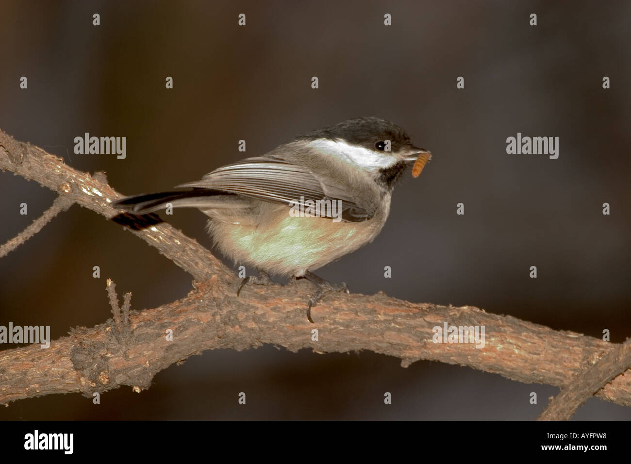 Black capped chickadee flying hi-res stock photography and images - Alamy