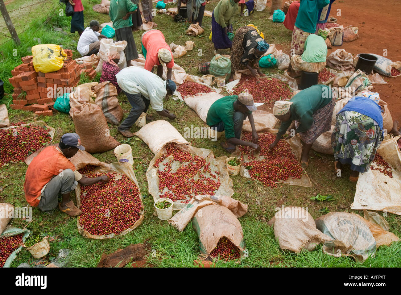 Africa Kenya Ruira Coffee pickers sort through piles of ripe Arabica ...