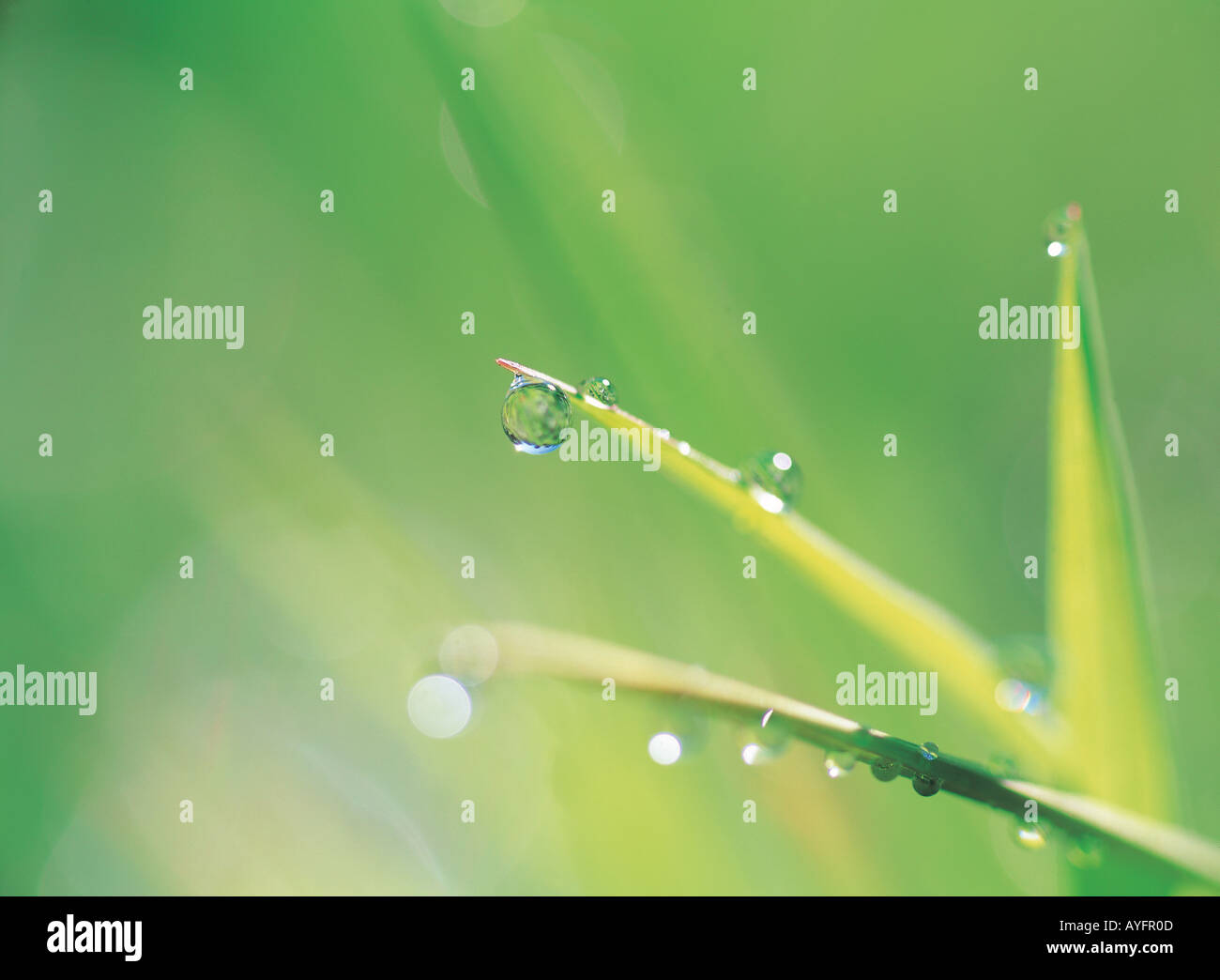 Waterdrop on leaf hi-res stock photography and images - Alamy