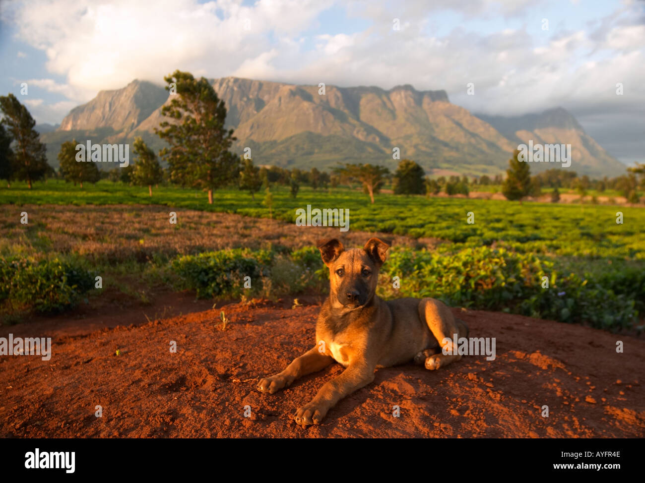 African anthill hi-res stock photography and images - Alamy