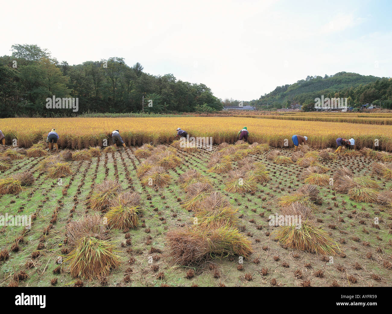 Farmers with Rice Stock Photo - Alamy