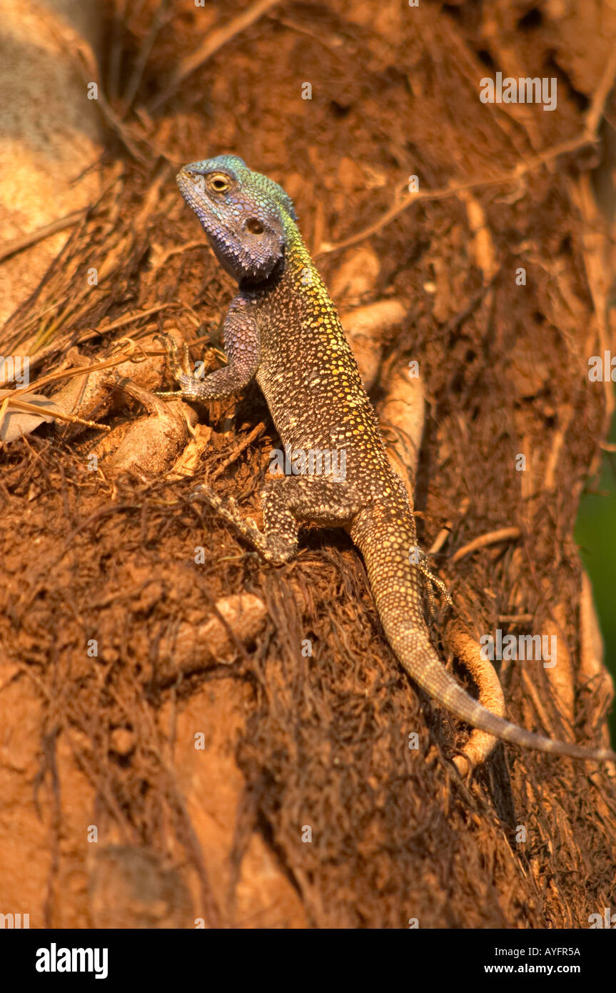 Tree agama lizard climbing tree hi-res stock photography and images - Alamy