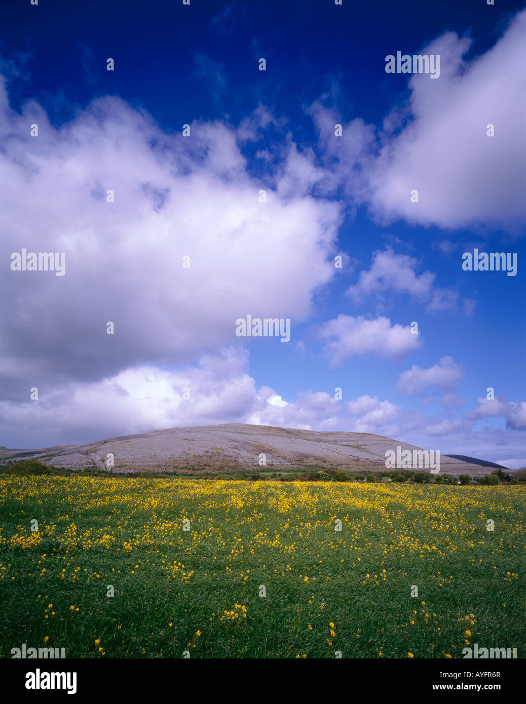 a meadow of charlock grows beneath the raised limestone plateau of the ...
