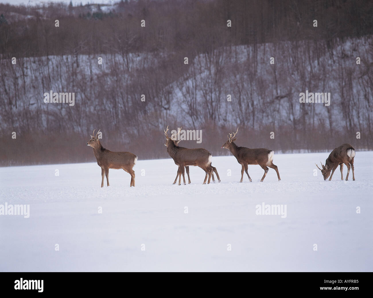 Deer and Snow Stock Photo - Alamy