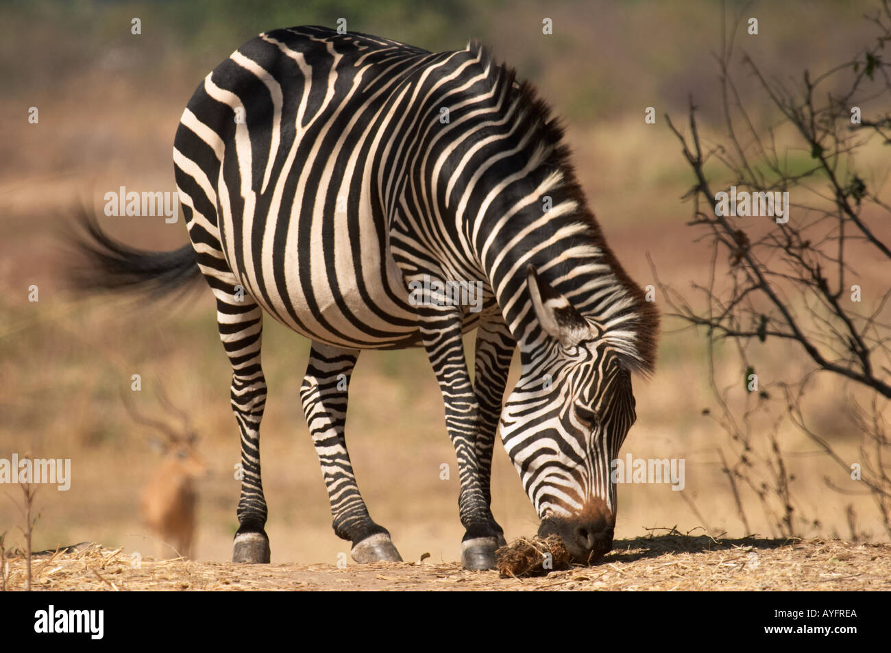 Crawshays zebra hi-res stock photography and images - Alamy