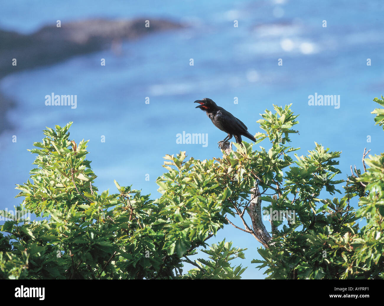 Bird and Cane Stock Photo - Alamy