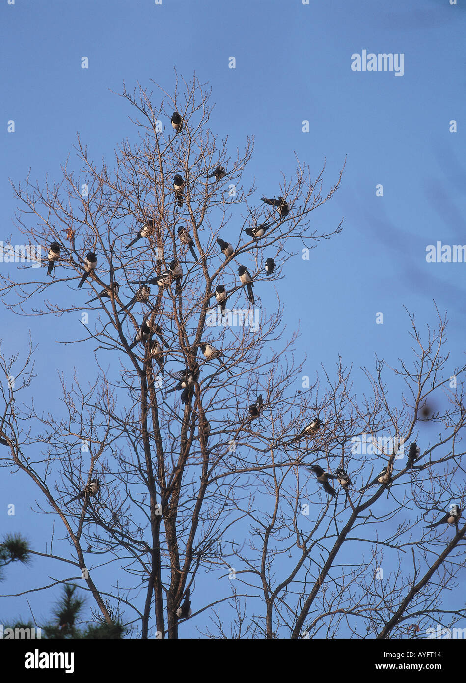 Birds and Tree Stock Photo - Alamy