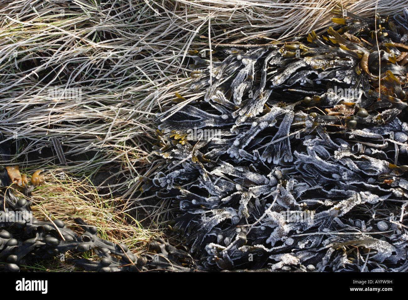 A Freezing Fog On The Forth Estuary Has Coated Dried Grass And Seaweed ...
