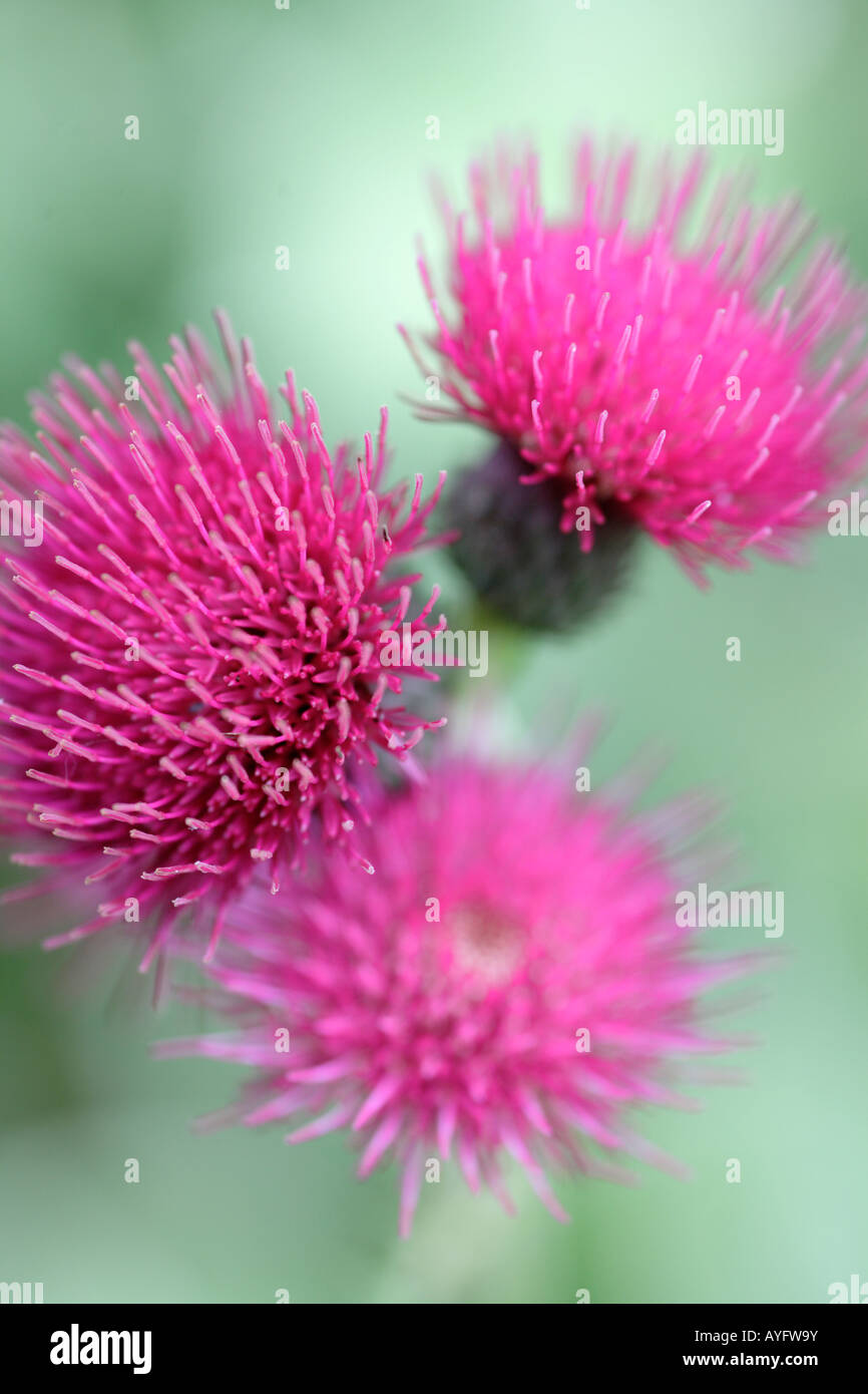 Cirsium rivulare Atropurpureum or Brook Thistle Stock Photo - Alamy