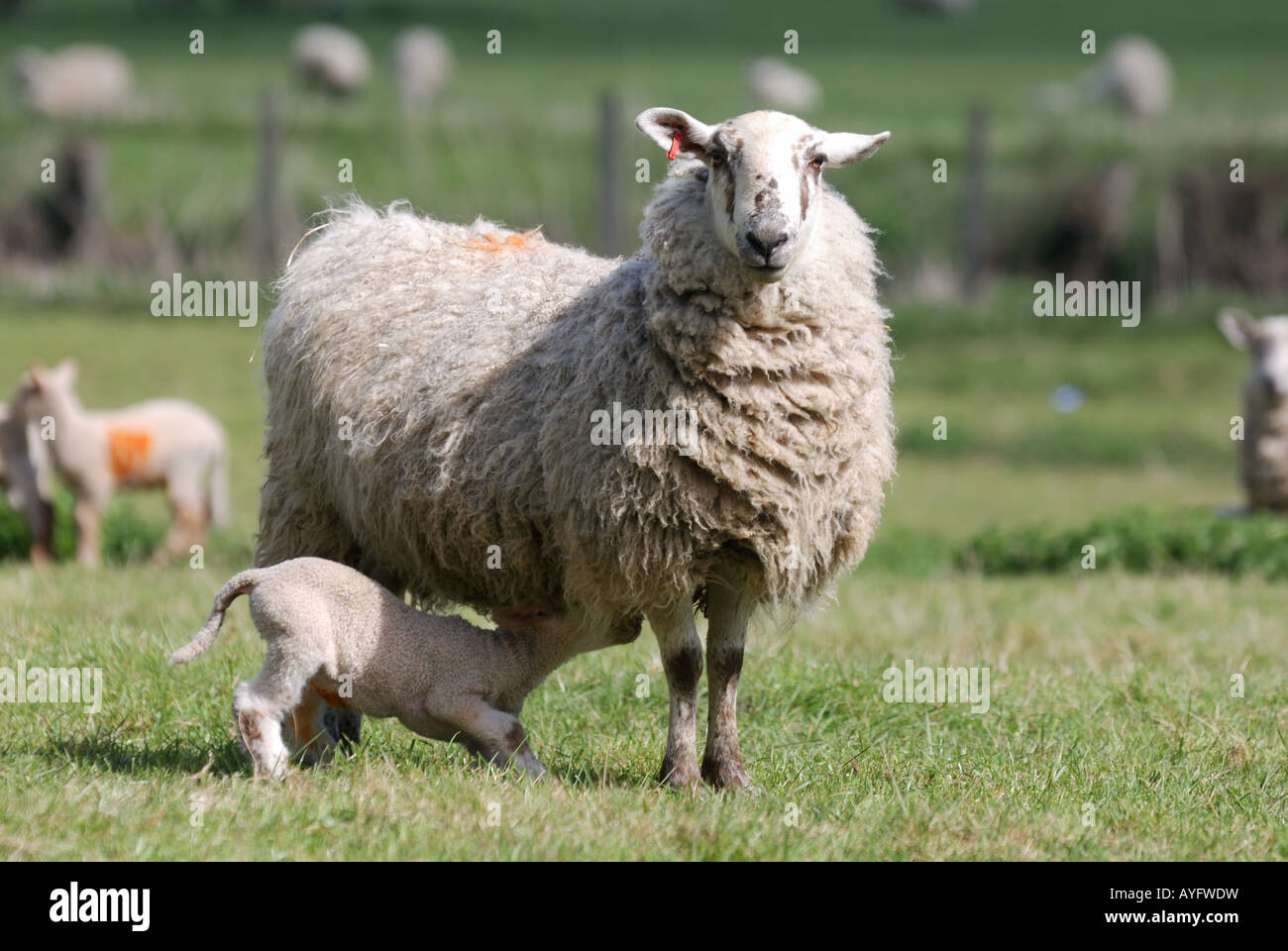 Sheep lamb kent england hi-res stock photography and images - Alamy