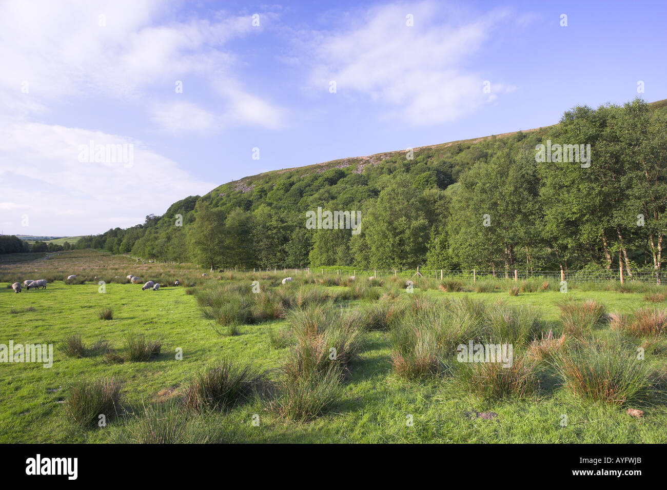 White coppice hi-res stock photography and images - Alamy
