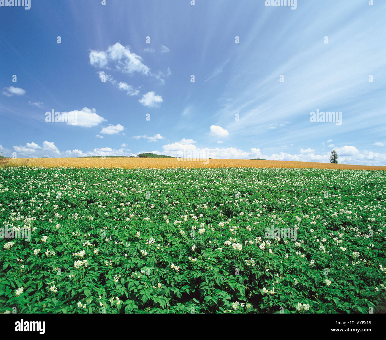 Flower and Rice Stock Photo - Alamy