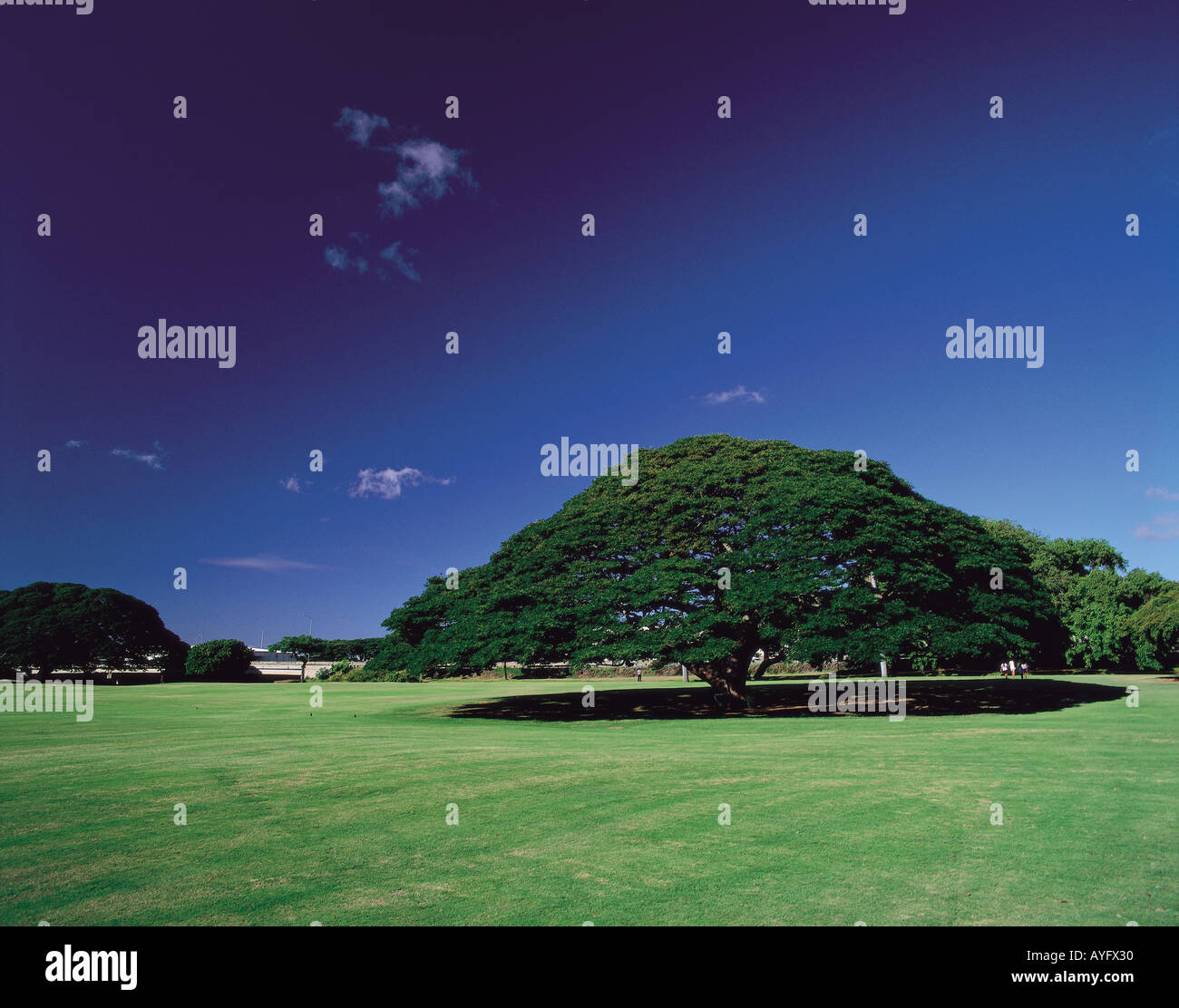 Tree with Ground Stock Photo - Alamy