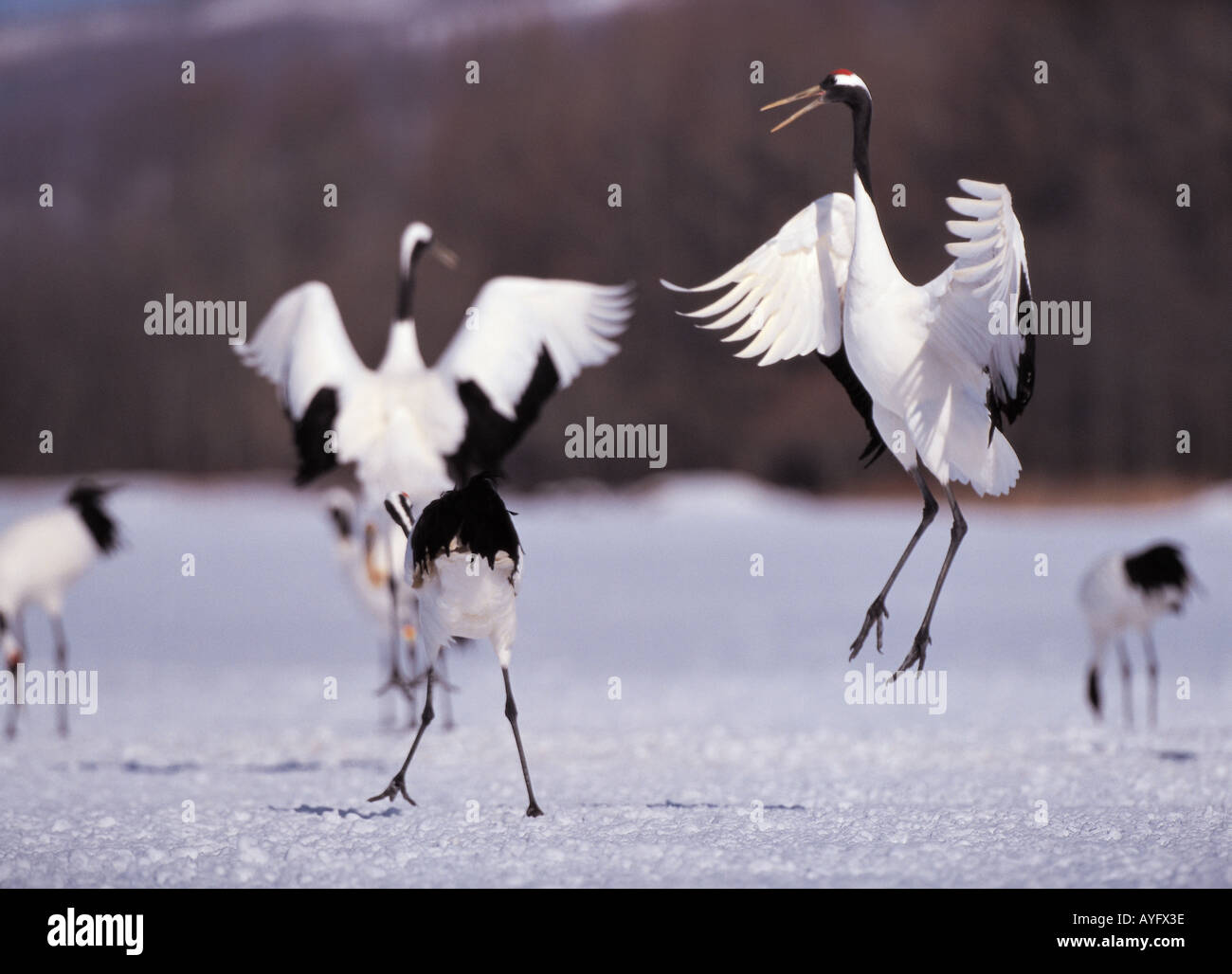 Snow Birds 2 Stock Photo - Alamy