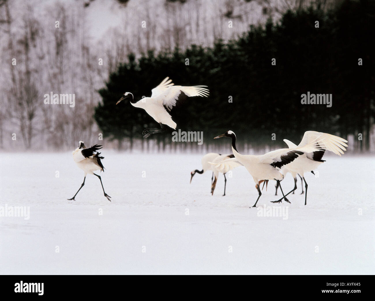 Snow Birds 3 Stock Photo - Alamy