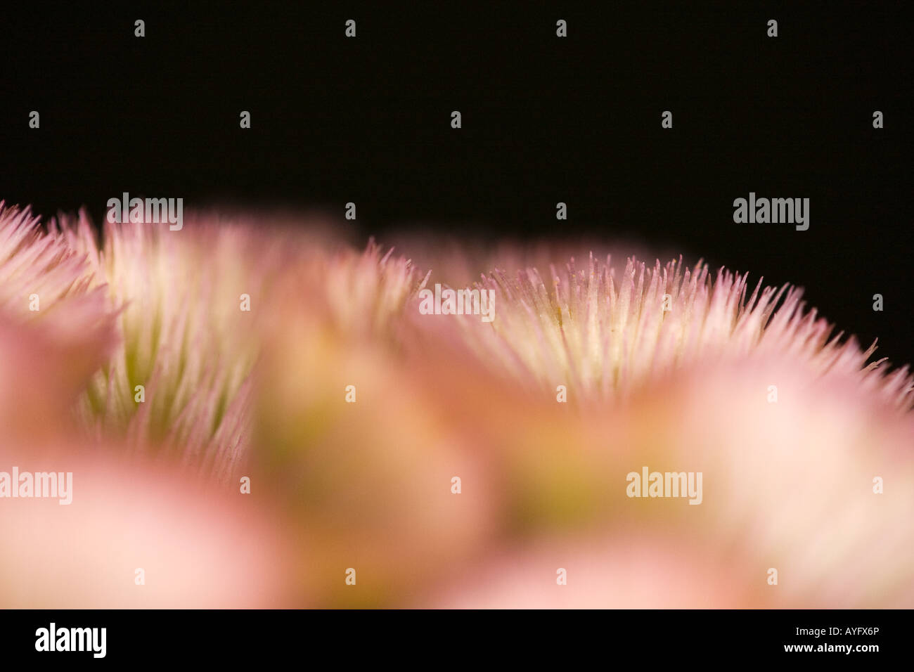 close up from a celosia Stock Photo - Alamy