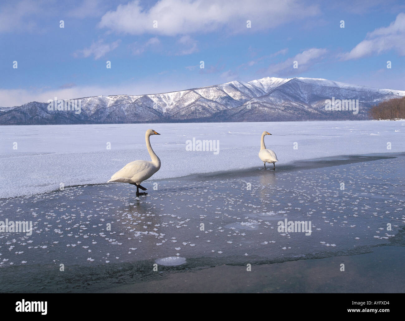 Birds in Ice Stock Photo - Alamy