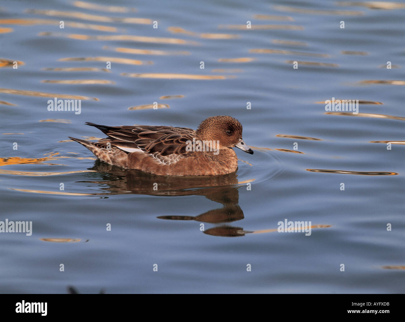 Duck in Water Stock Photo - Alamy