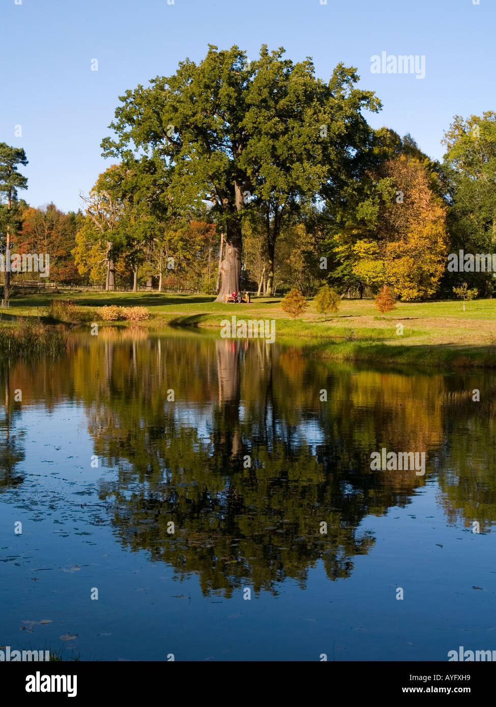 Thorp perrow arboretum hi-res stock photography and images - Alamy