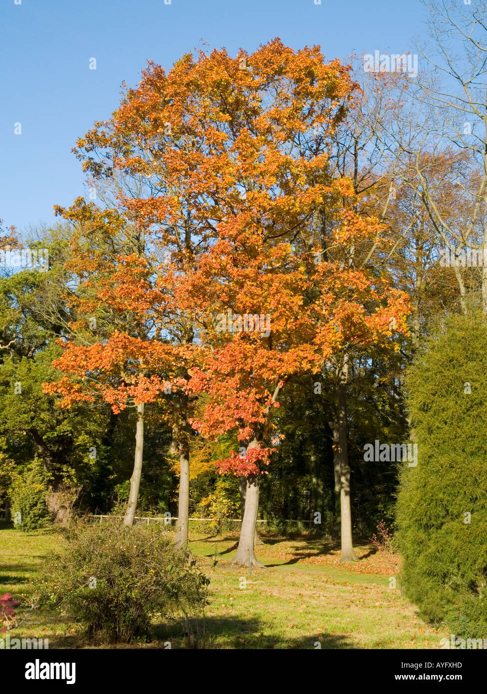 A slender oak tree in autumn sunlight at Thorp Perrow arboretum Bedale ...