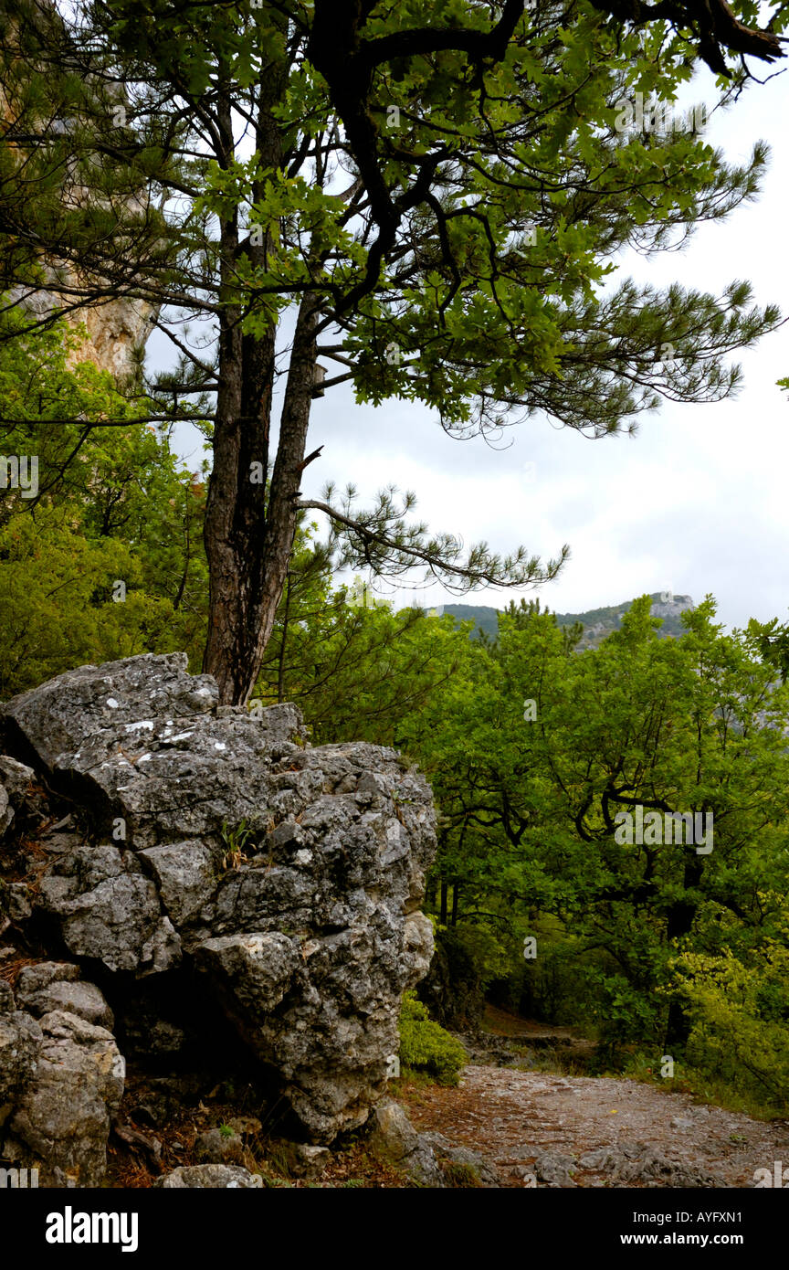 Single stone pine tree hi-res stock photography and images - Alamy