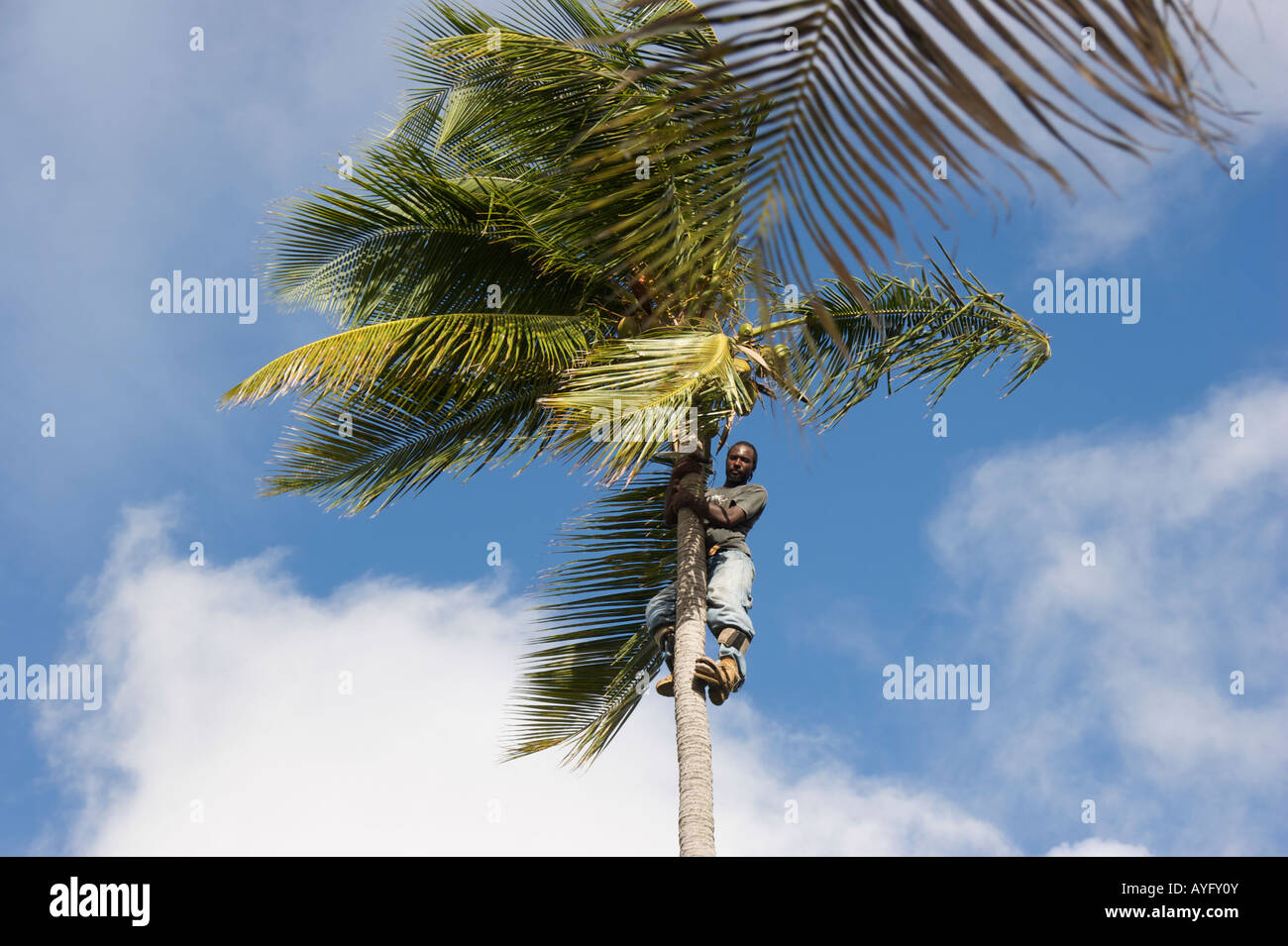 A man collecting coconuts from a tree to avoid accidental dropping ...